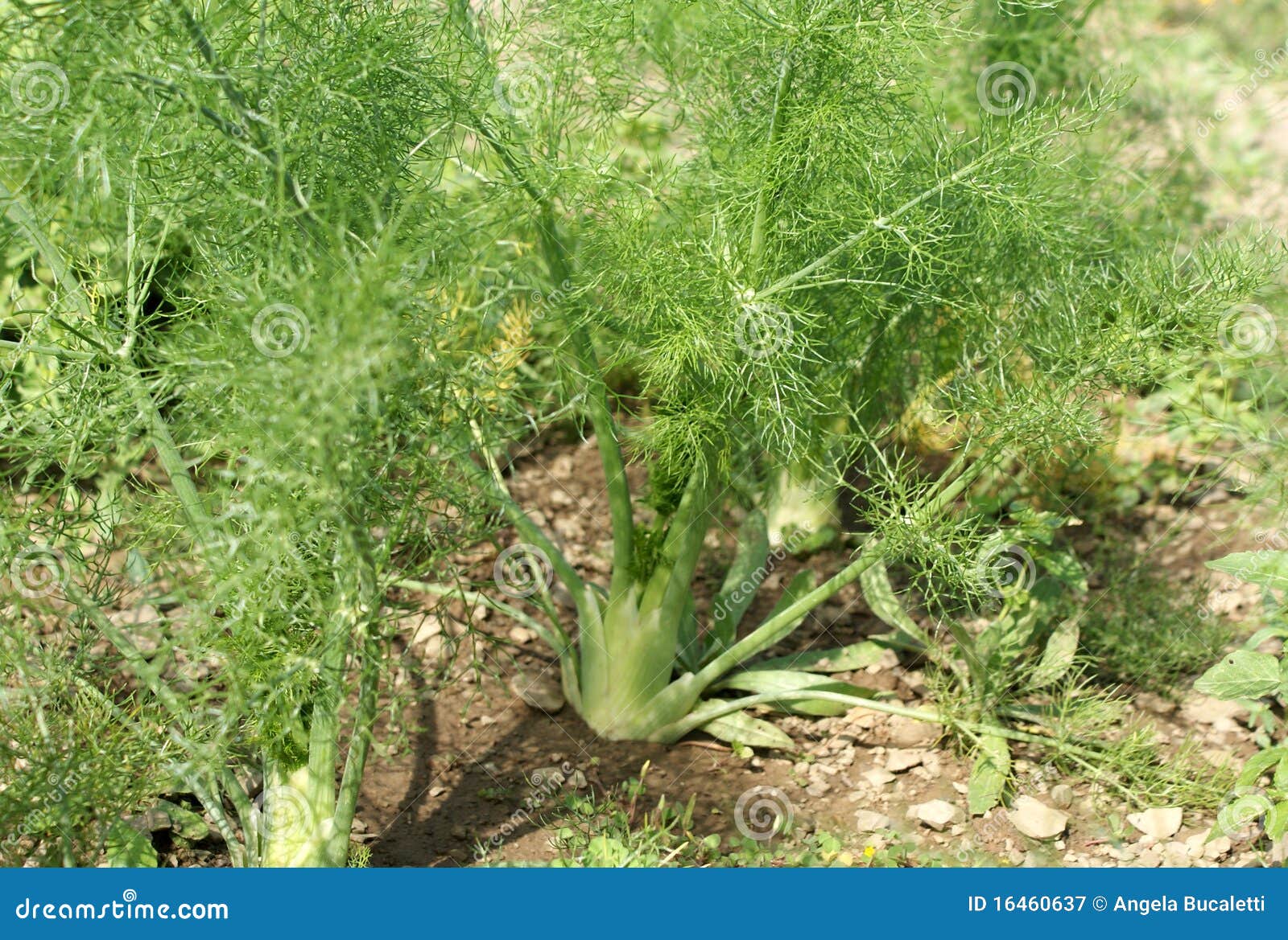 Planta del hinojo imagen de archivo. Imagen de hinojo - 16460637