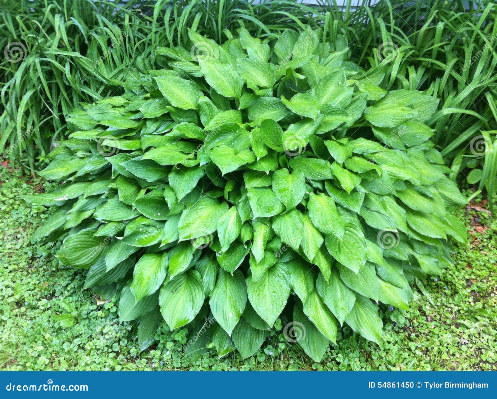 Planta del Hosta foto de archivo. Imagen de hojas, resorte - 54861450