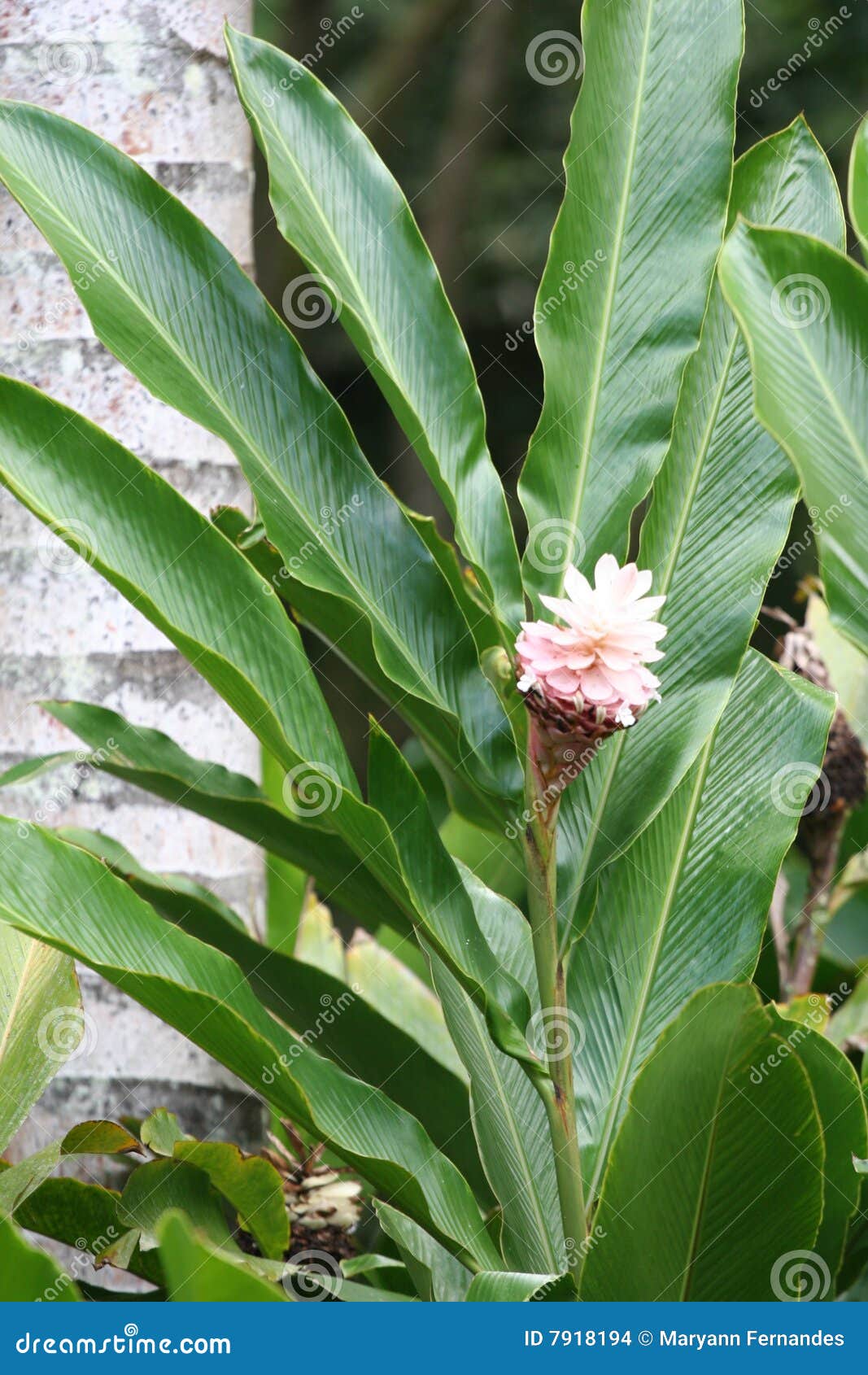 Planta Del Jengibre Imagenes de archivo - Imagen: 7918194