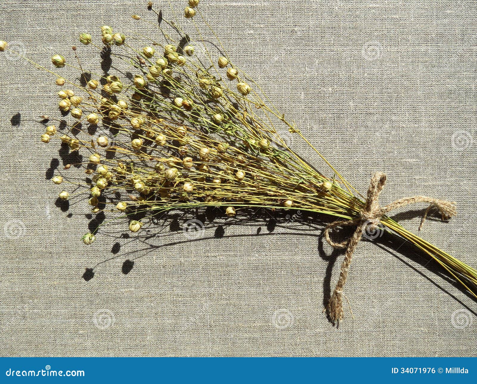 Planta del lino foto de archivo. Imagen de cadena, germen - 34071976