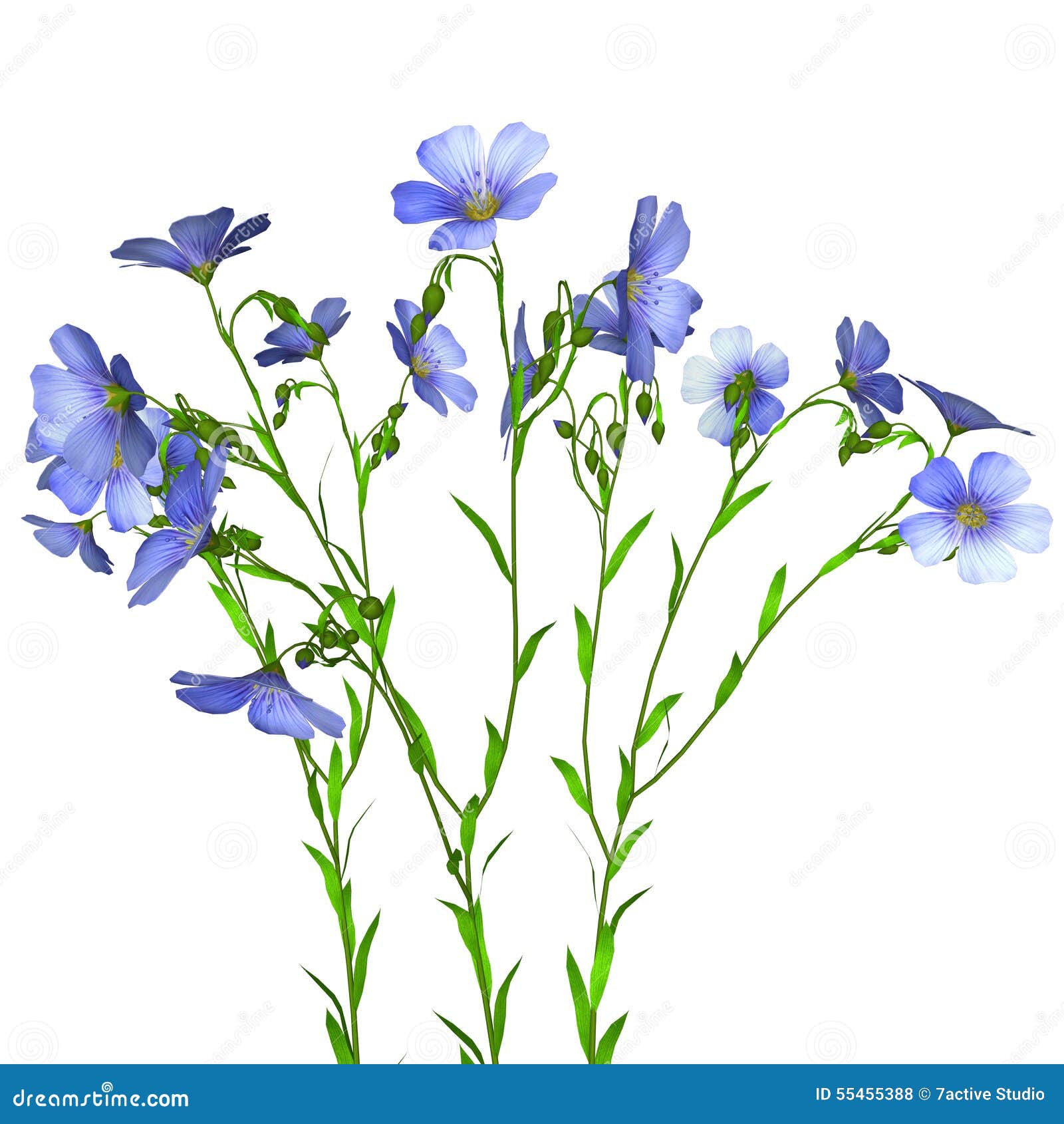 Planta del lino stock de ilustración. Ilustración de ingrediente - 55455388