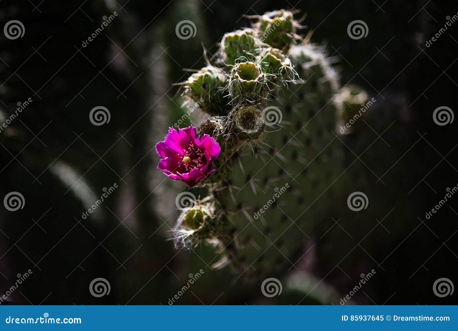 Planta Del Nopal Con La Flor Imagen de archivo - Imagen de cactos ...
