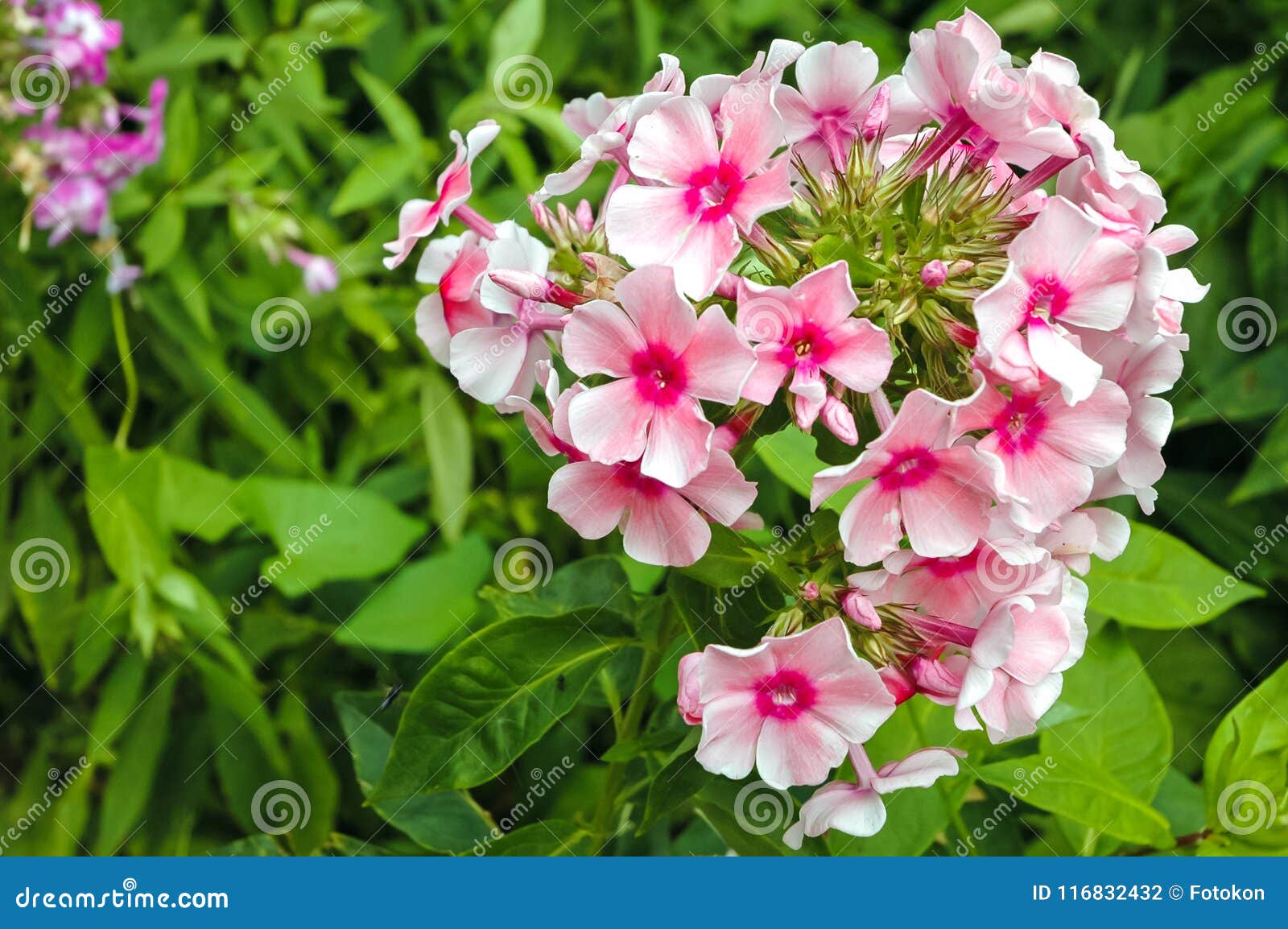 Planta Del Paniculata Del Polemonio Foto de archivo - Imagen de blanco ...