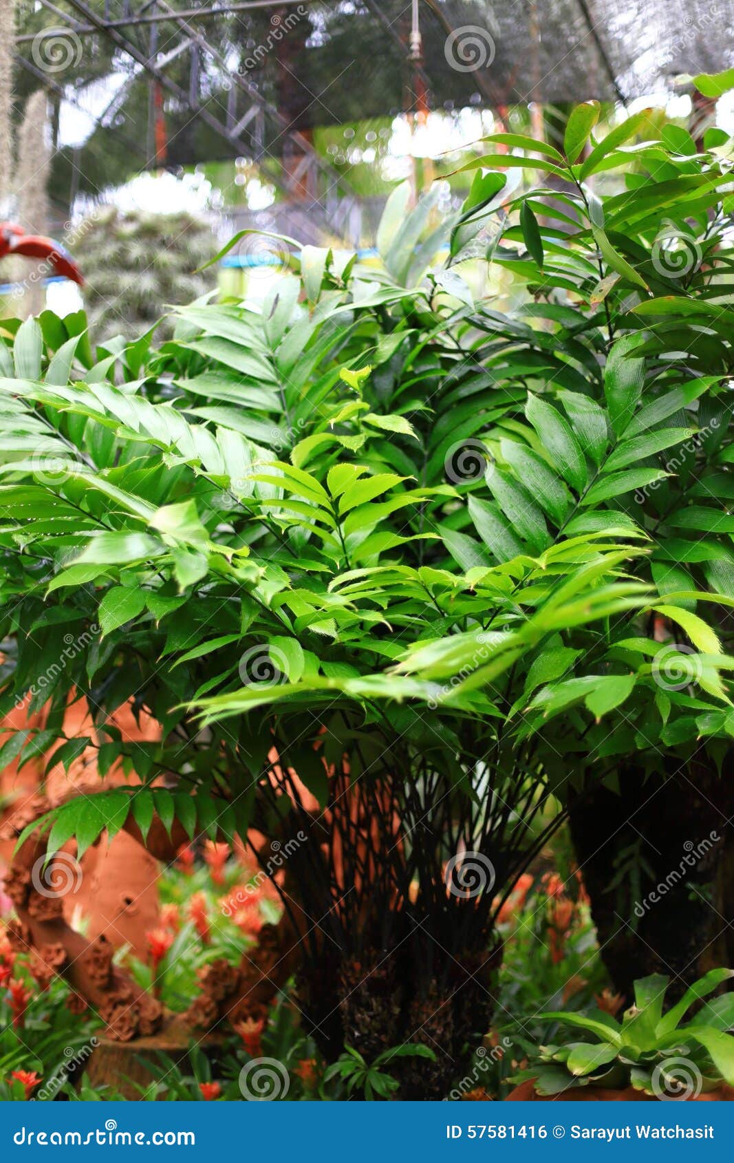 Planta Del Penacho De La Avestruz Foto de archivo - Imagen de rosa ...