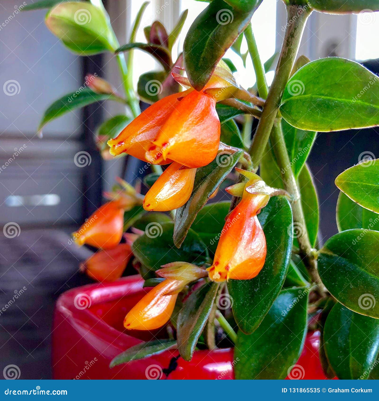 Planta del pez de colores imagen de archivo. Imagen de goldfish - 131865535