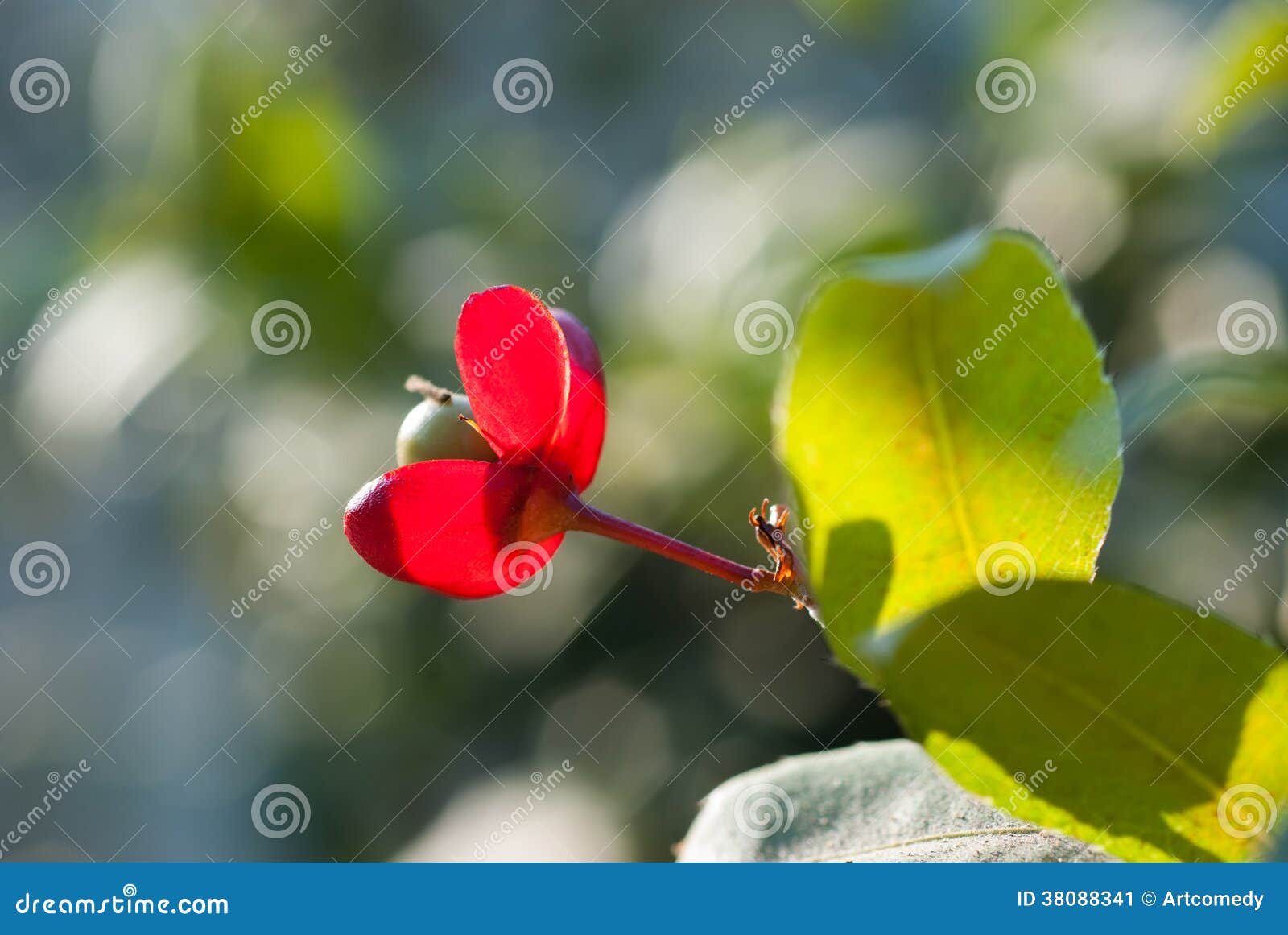 Planta del ratón de Micky imagen de archivo. Imagen de rojo - 38088341