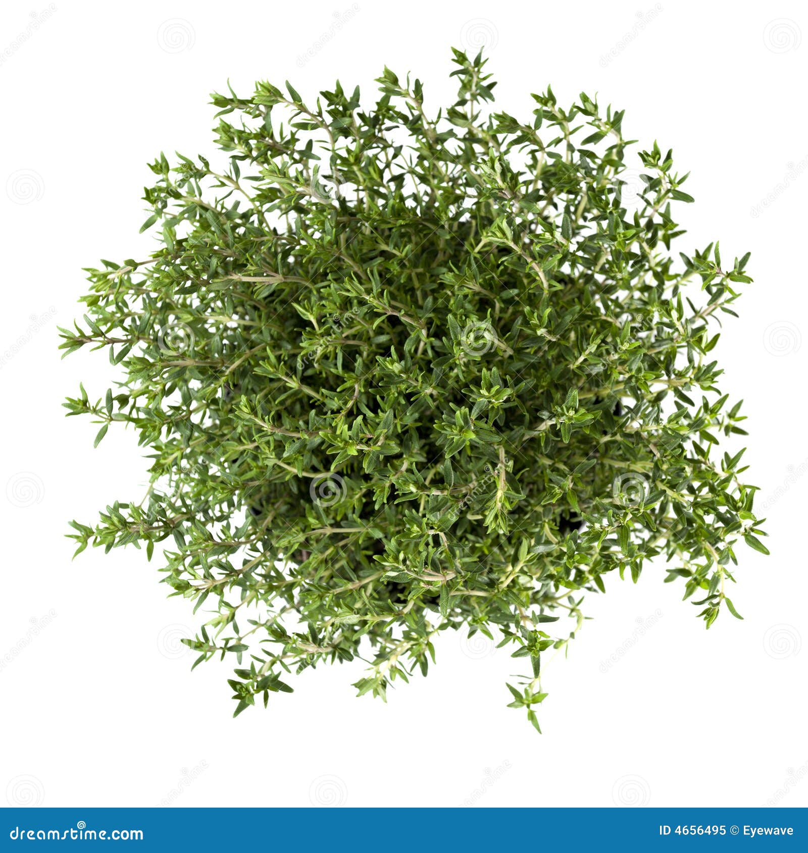 Planta Del Tomillo Foto de archivo libre de regalías - Imagen: 4656495