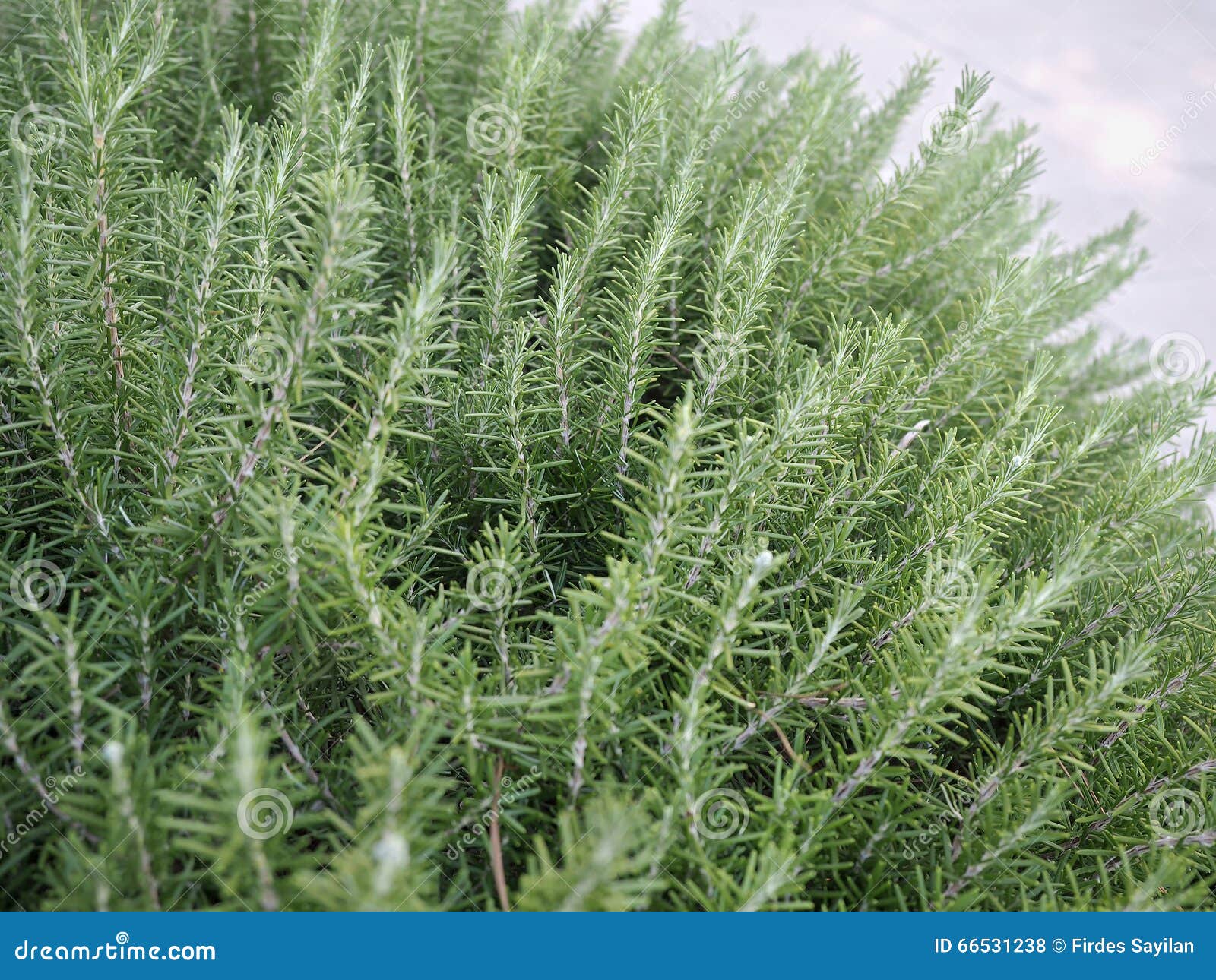 Planta Del Tomillo En Jardín Foto de archivo - Imagen de condimento ...