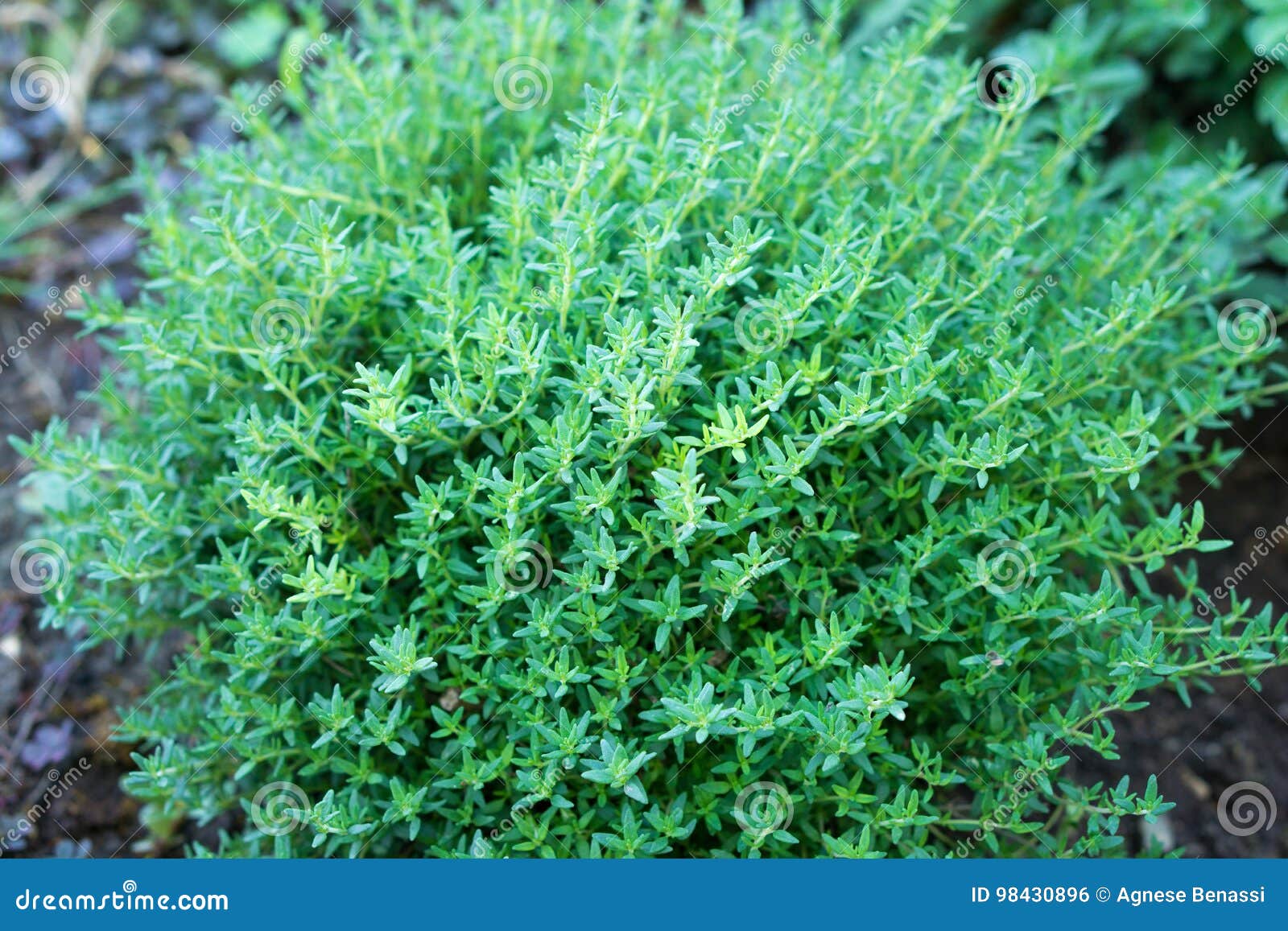 Planta Del Tomillo, Hierba Aromática Foto de archivo - Imagen de ...