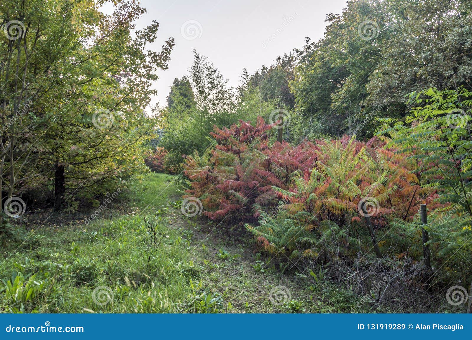 Planta Del Typhina Del Rhus Imagen de archivo - Imagen de hermoso ...