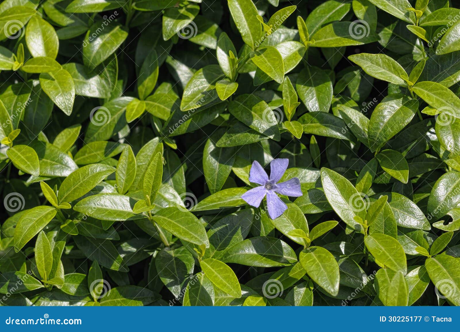 Planta Del Vinca Con Una Flor Imagen de archivo - Imagen de ...