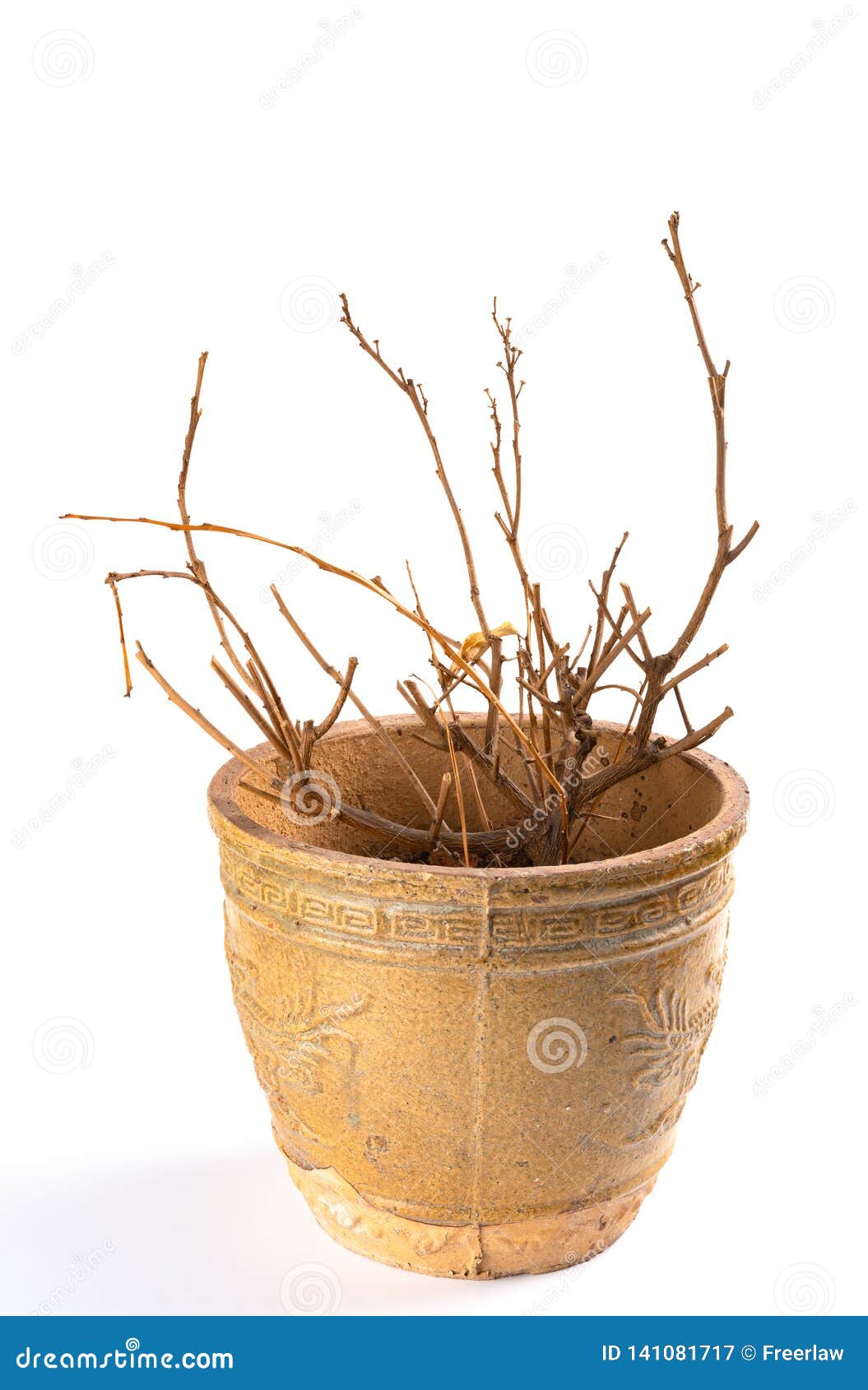 Planta Desvanecida No Fundo Branco Imagem de Stock - Imagem de haste ...