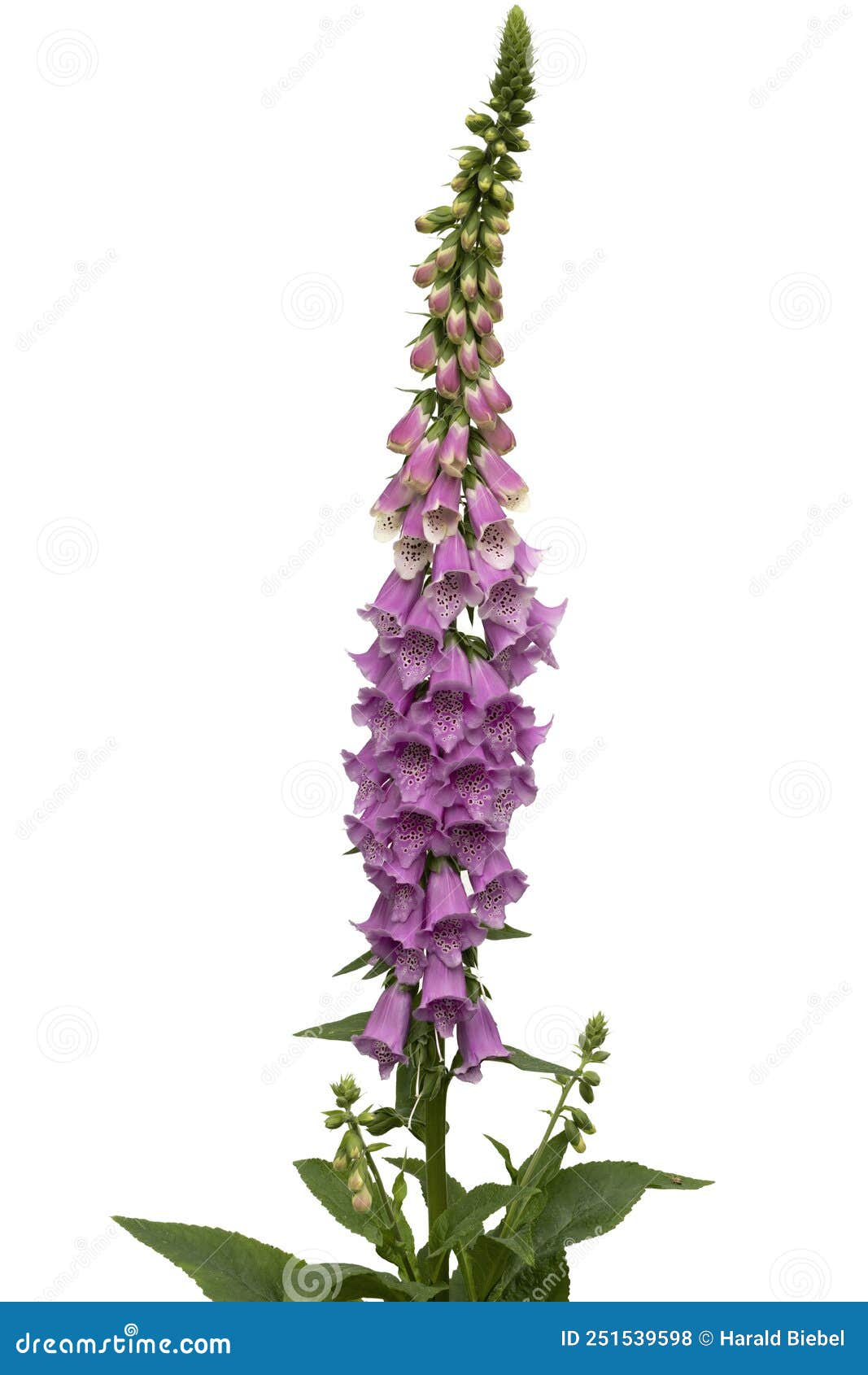 Planta Digital Florescente Isolada Foto de Stock - Imagem de macro, folha: 251539598