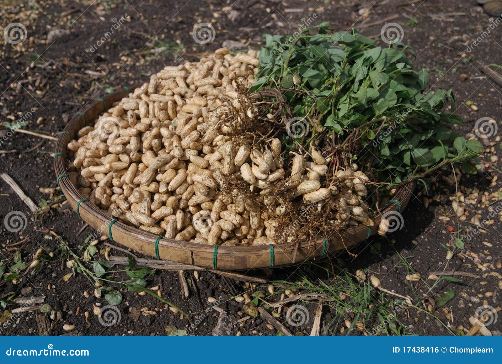 Planta do amendoim foto de stock. Imagem de fazenda, colheitas - 17438416