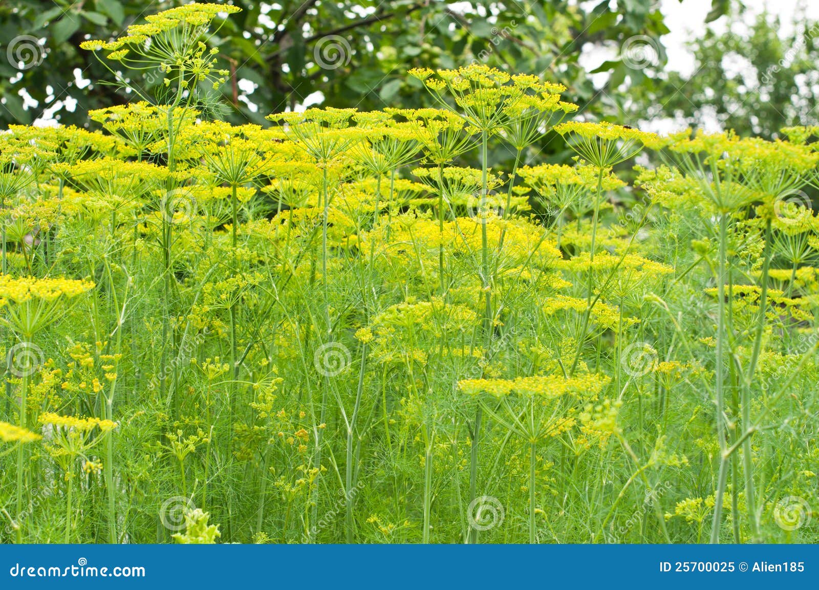 Planta do aneto imagem de stock. Imagem de flor, naughty - 25700025