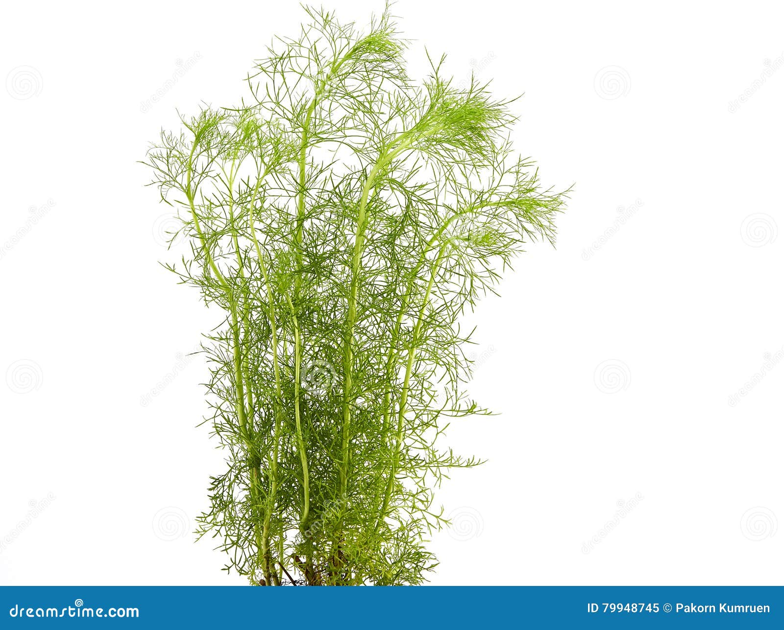 Planta do aneto imagem de stock. Imagem de condimento - 79948745
