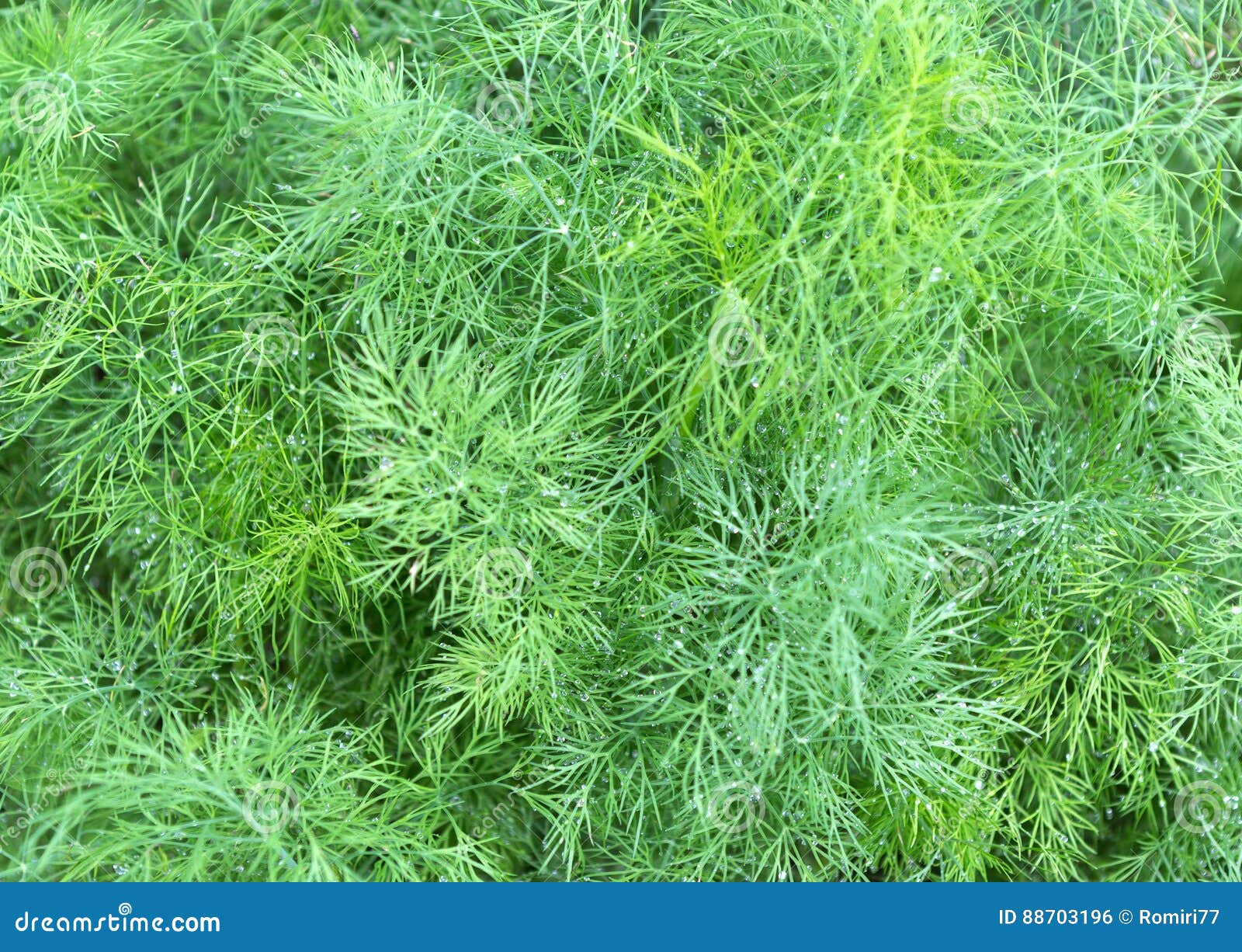 Planta do aneto foto de stock. Imagem de floral, vegetal - 88703196