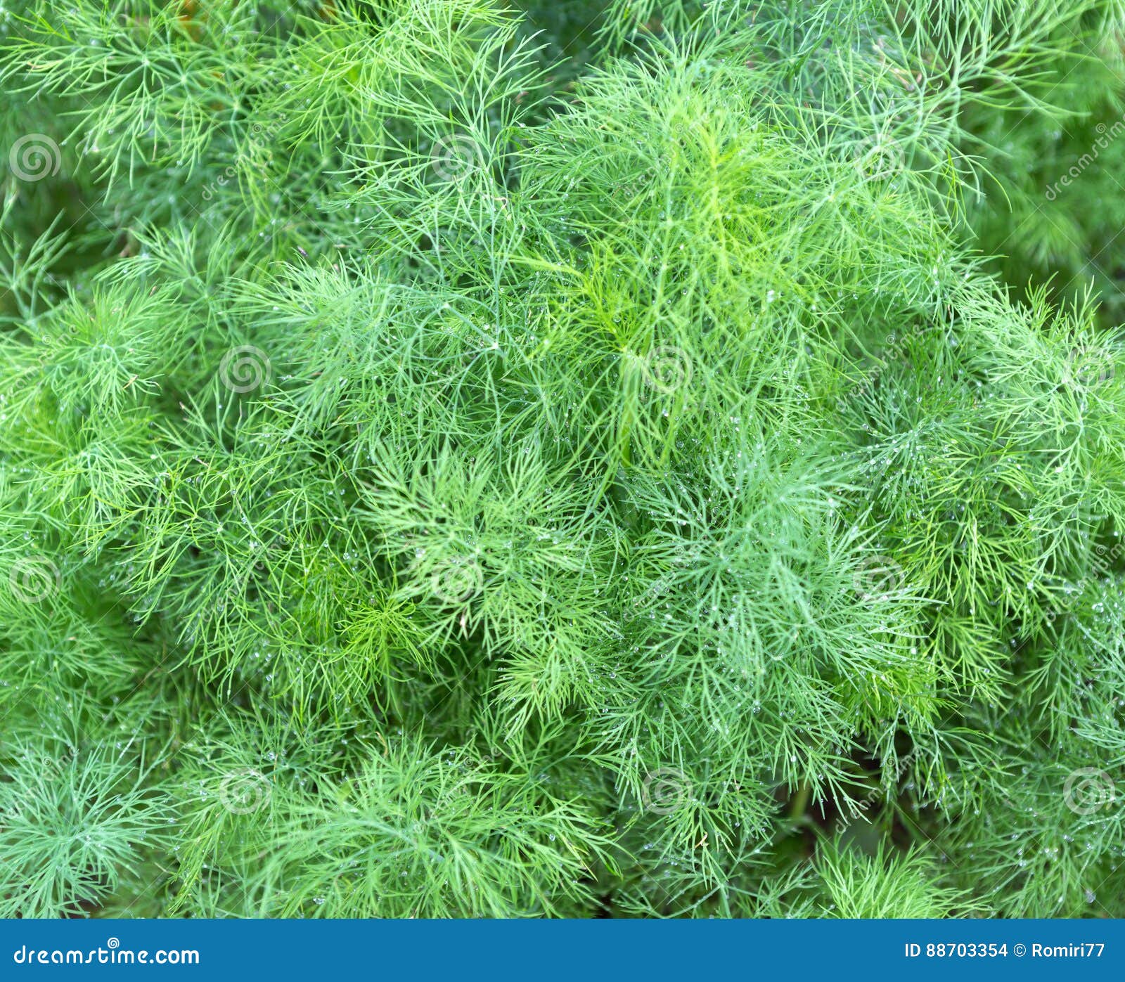 Planta do aneto foto de stock. Imagem de mergulho, verde - 88703354