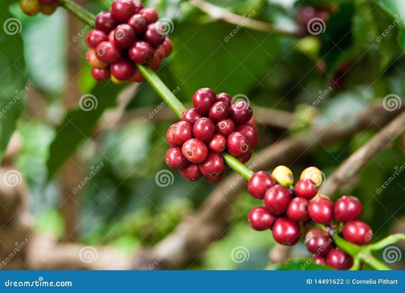 Planta do café foto de stock. Imagem de colheita, nave - 14491622