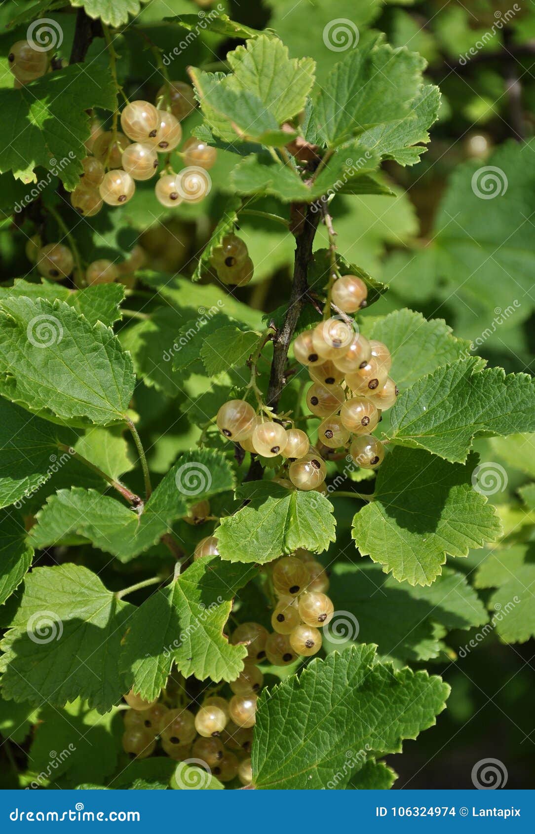 Planta Do Corinto Branco No Jardim Do Fruto Foto de Stock - Imagem de ...