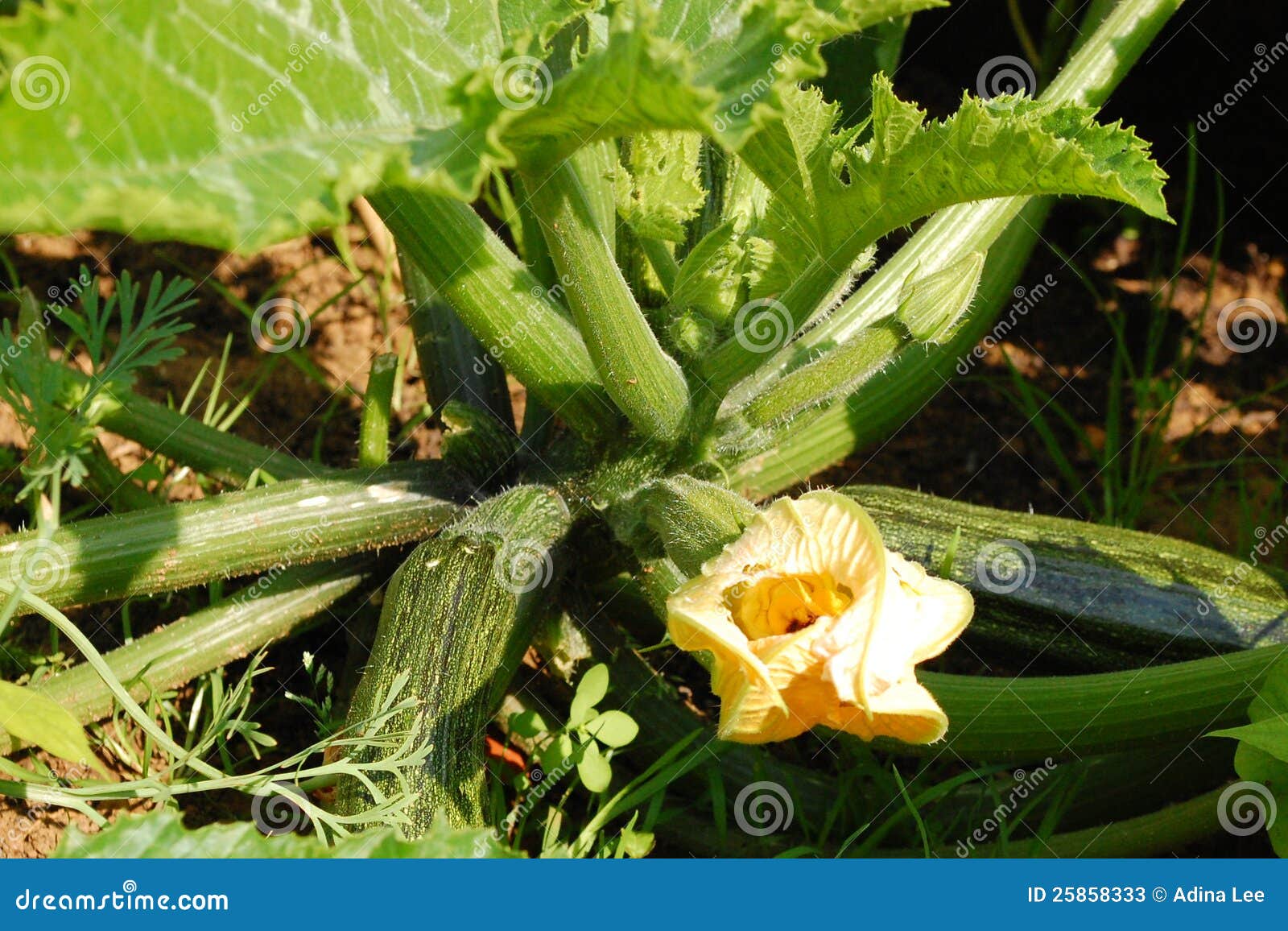 Planta do Courgette imagem de stock. Imagem de alimento - 25858333