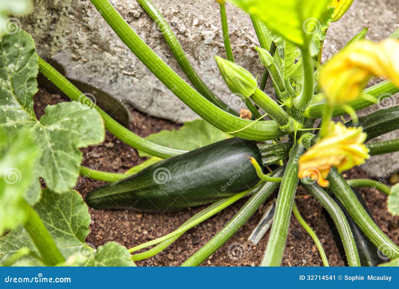 Planta do Courgette imagem de stock. Imagem de horticultura - 32714541