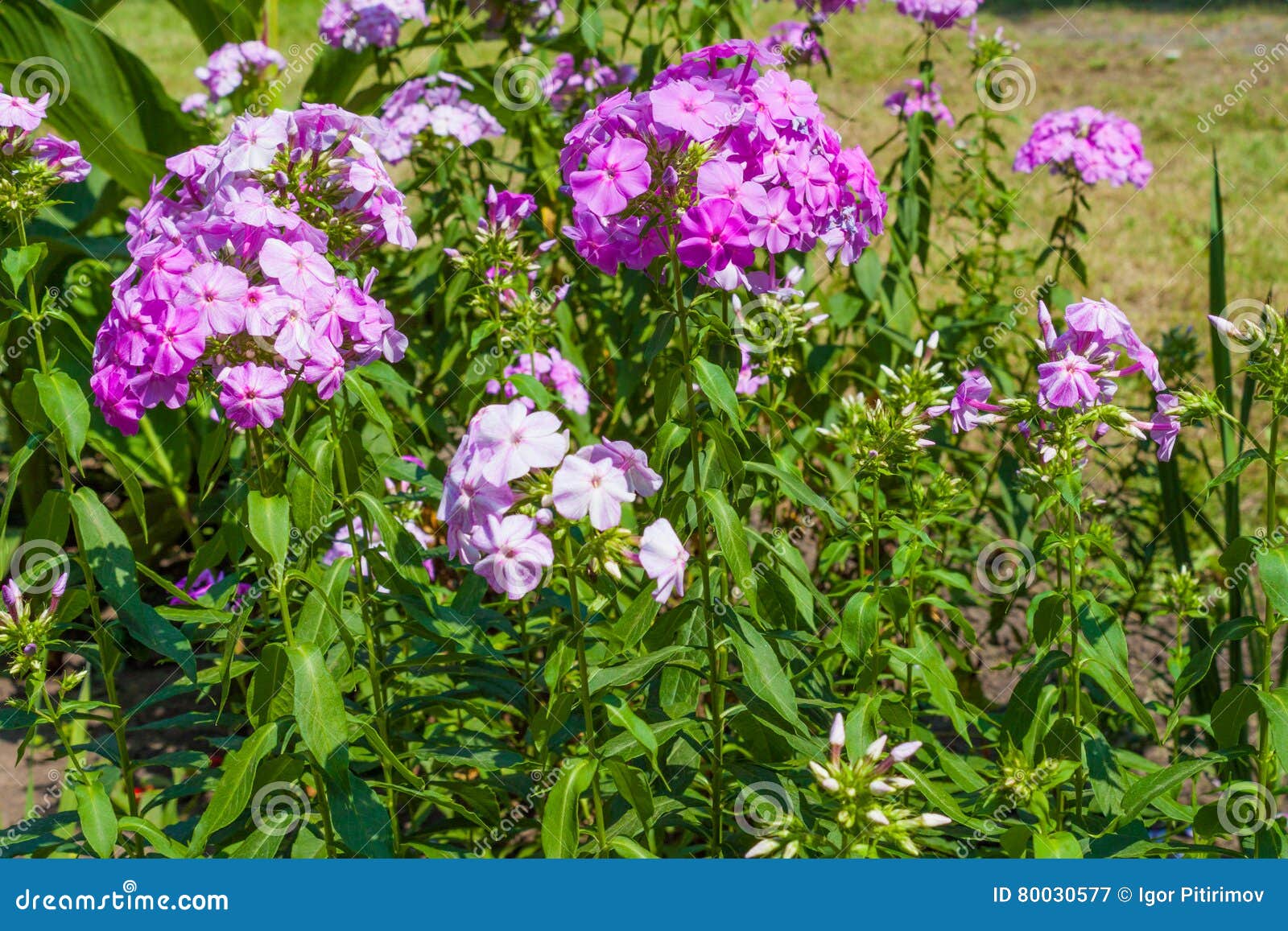 Planta do flox imagem de stock. Imagem de flores, detalhe - 80030577