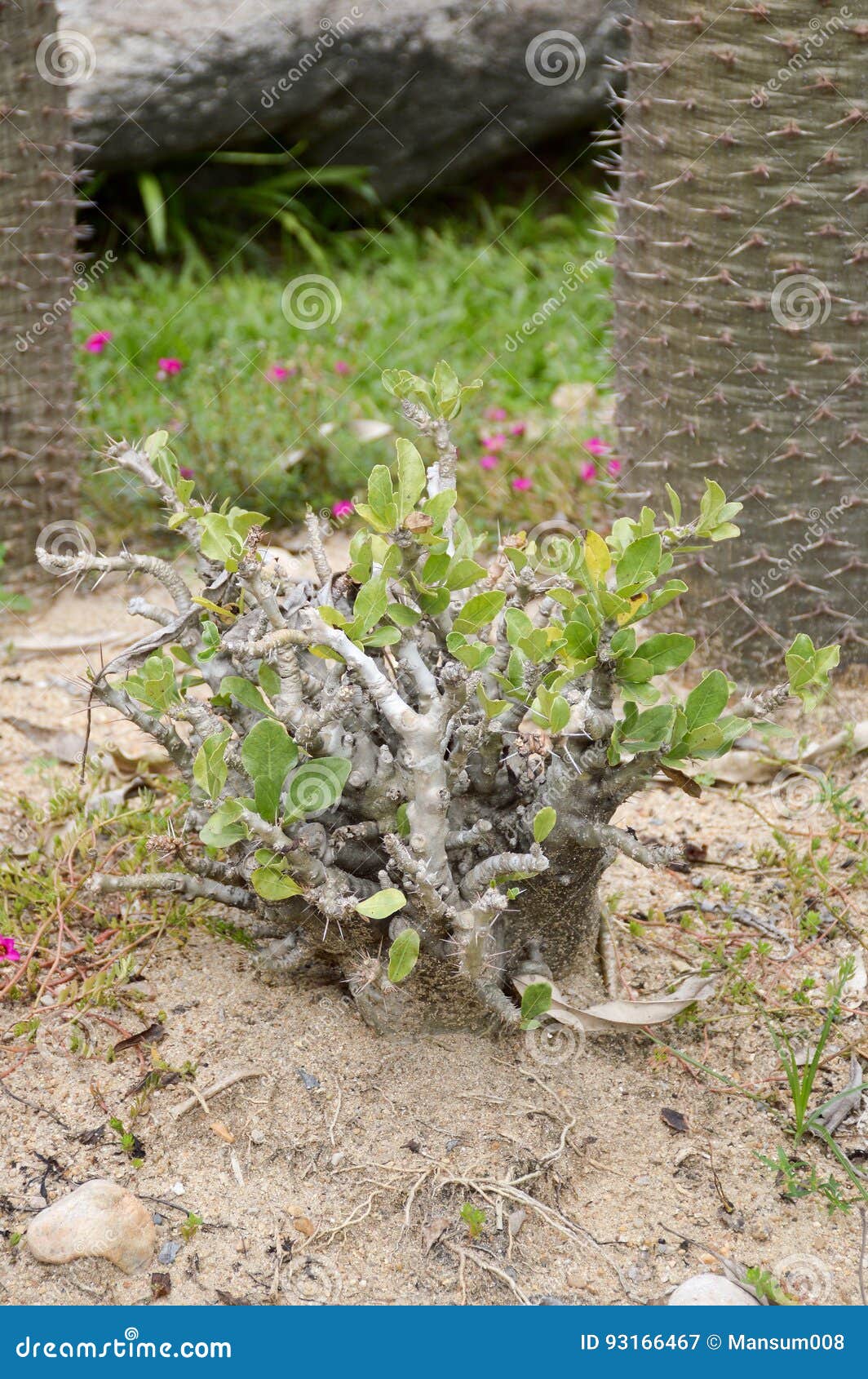 Planta Do Lealii De Pachypodium Imagem de Stock - Imagem de folhas ...