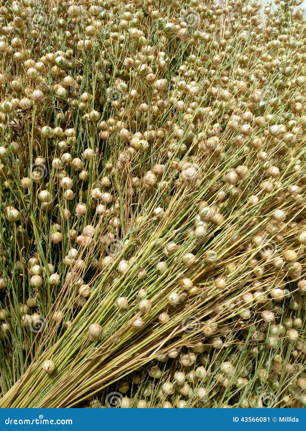 Planta do linho imagem de stock. Imagem de ingrediente - 43566081