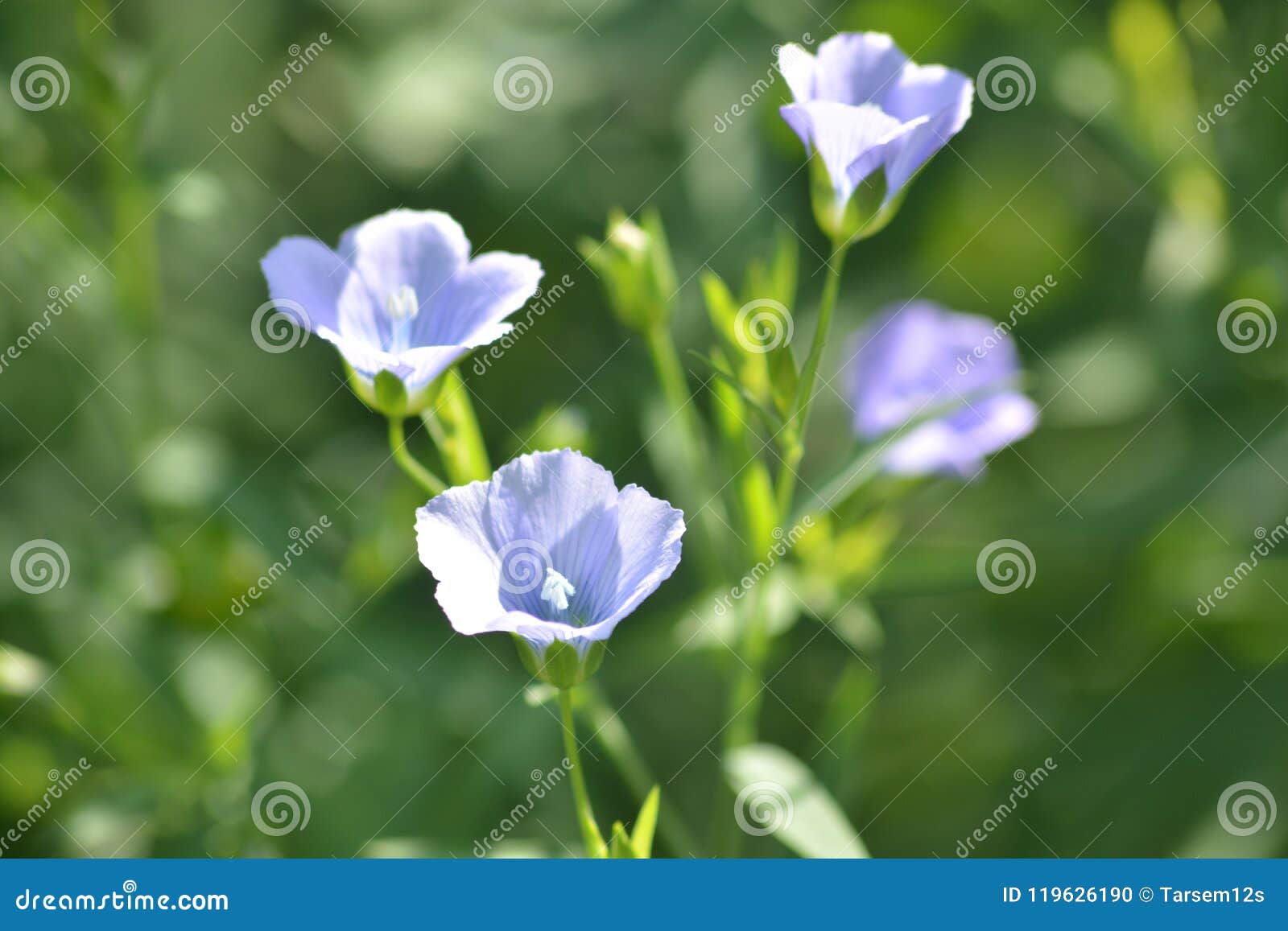 Planta Do Linho Com Sua Flor Foto de Stock - Imagem de naughty, ponte ...