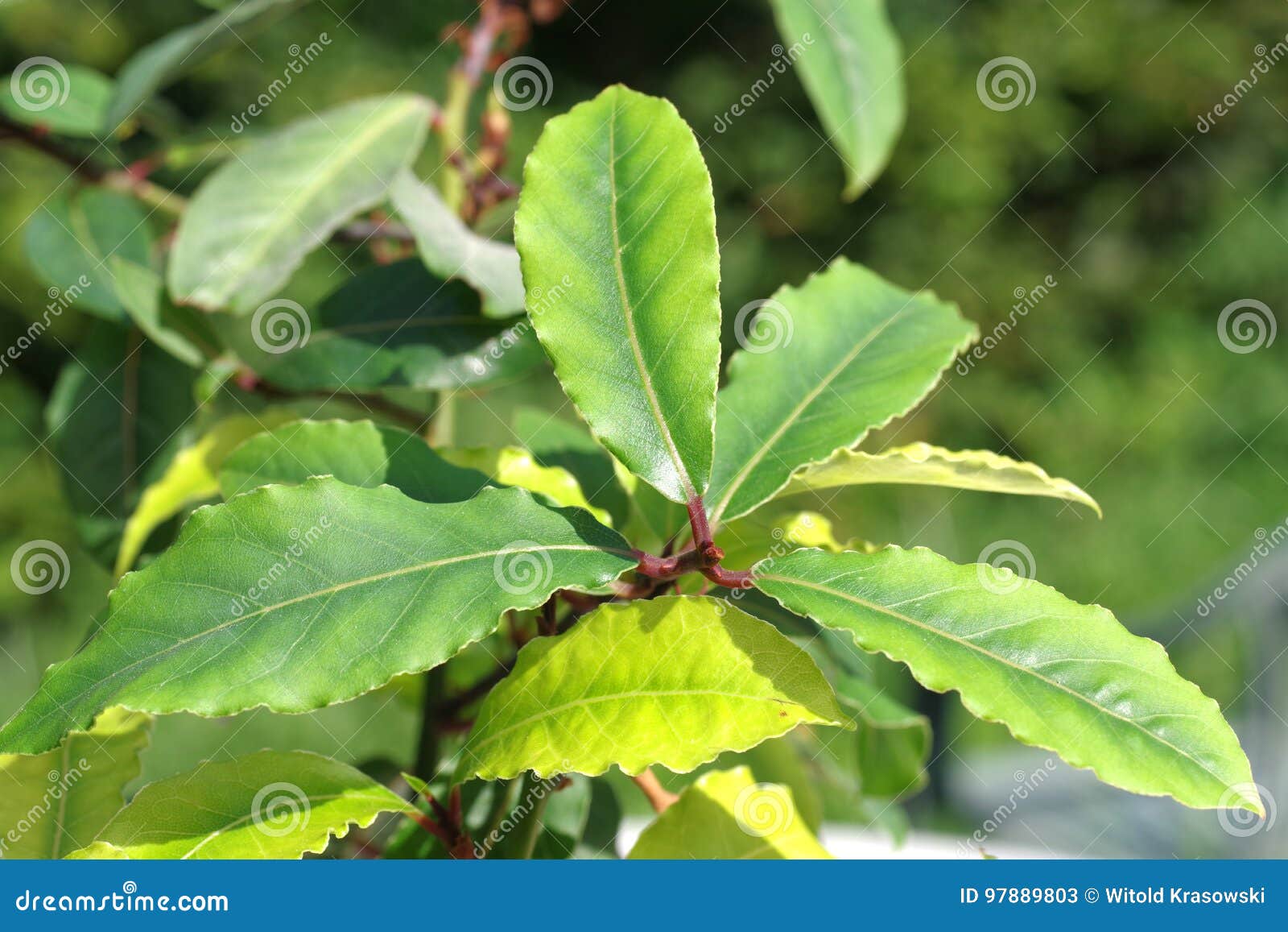 Planta do louro imagem de stock. Imagem de potenciômetro - 97889803