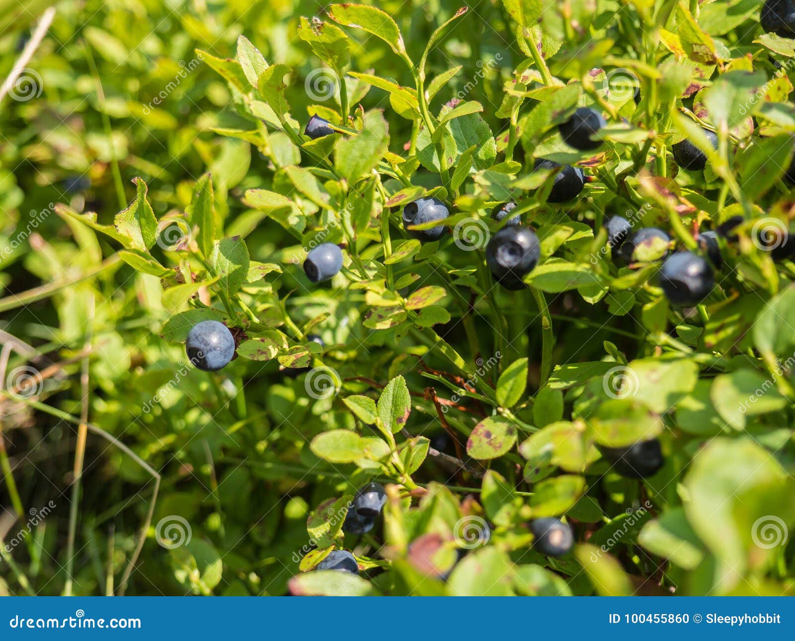 Planta do mirtilo foto de stock. Imagem de baga, folha - 100455860