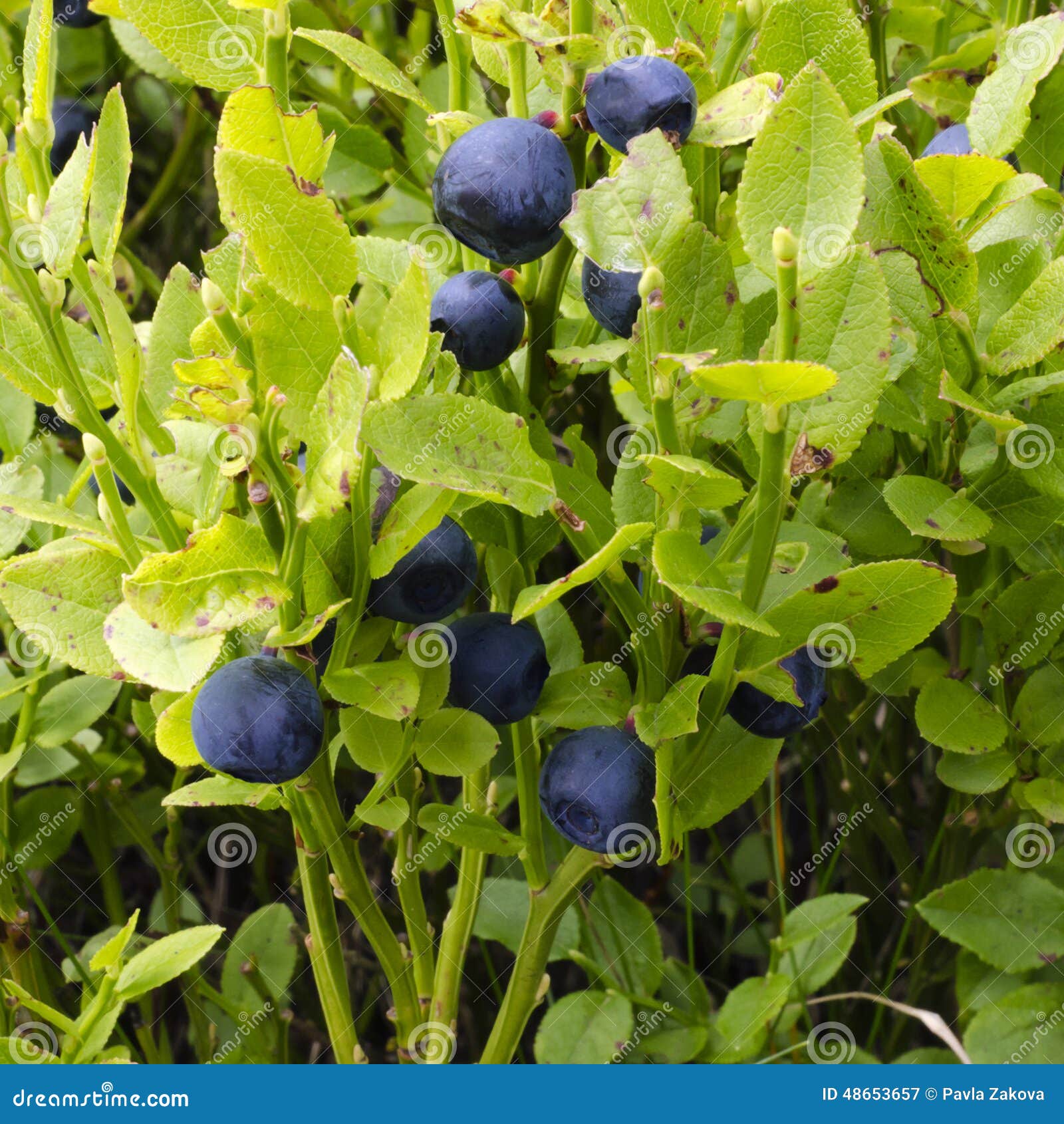 Planta do mirtilo imagem de stock. Imagem de nave, fruta - 48653657