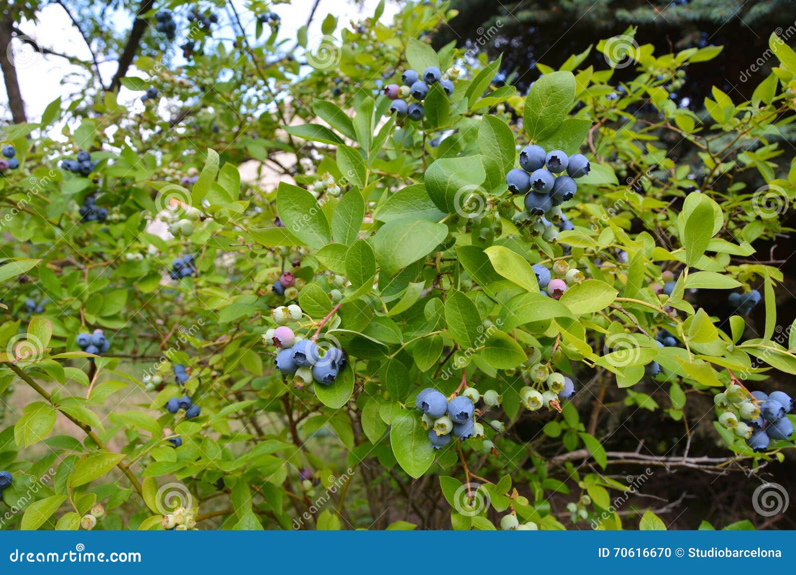 Planta do mirtilo foto de stock. Imagem de grande, maduro - 70616670