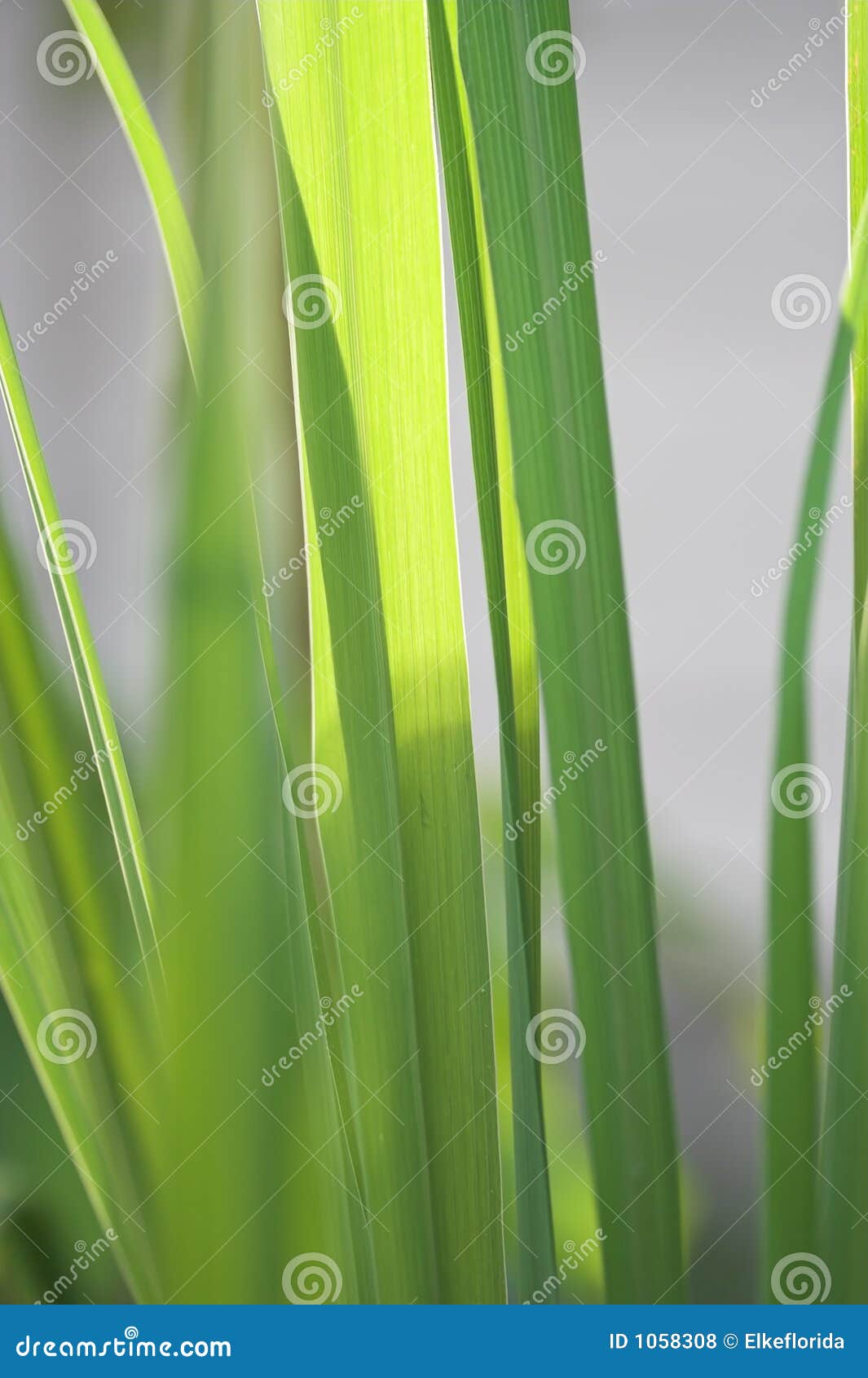 Planta do nardo foto de stock. Imagem de nardo, chinês - 1058308