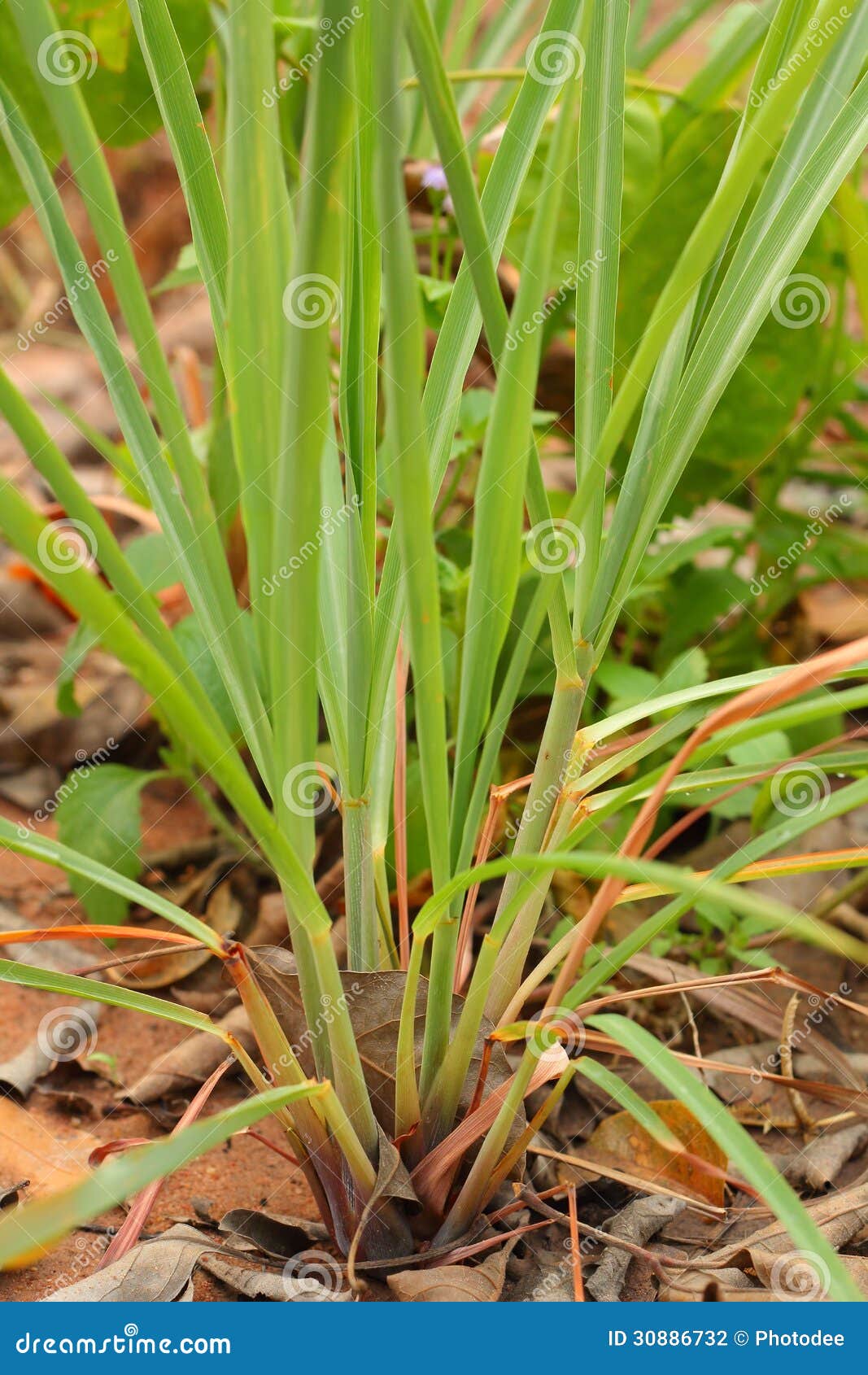 Planta do nardo foto de stock. Imagem de crescimento - 30886732