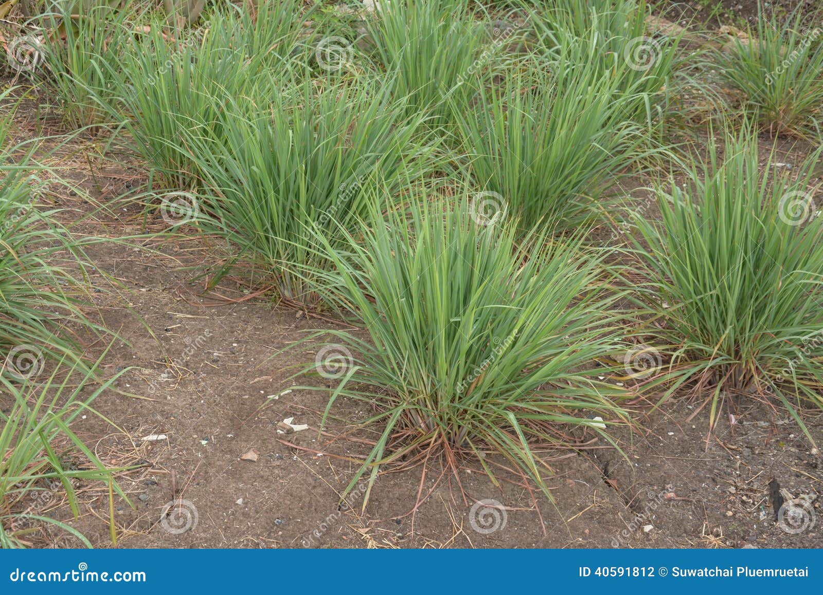 Planta do nardo foto de stock. Imagem de nardo, citrino - 40591812