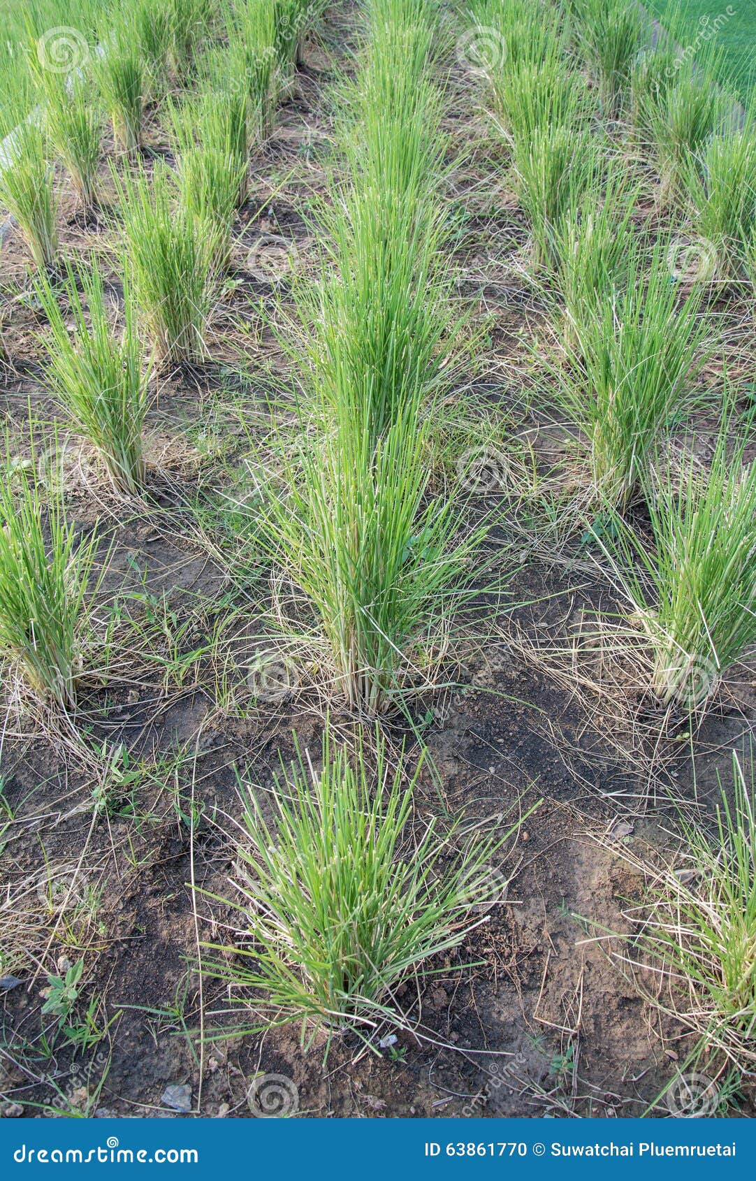 Planta do nardo, foto de stock. Imagem de orgânico, odor - 63861770