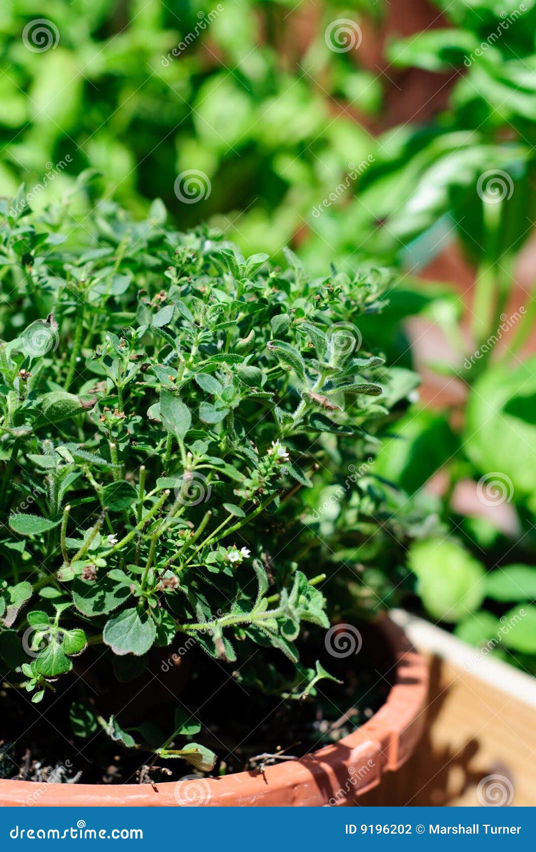 Planta Do Oregano Em Florida Sun Foto de Stock - Imagem de cozinhar ...