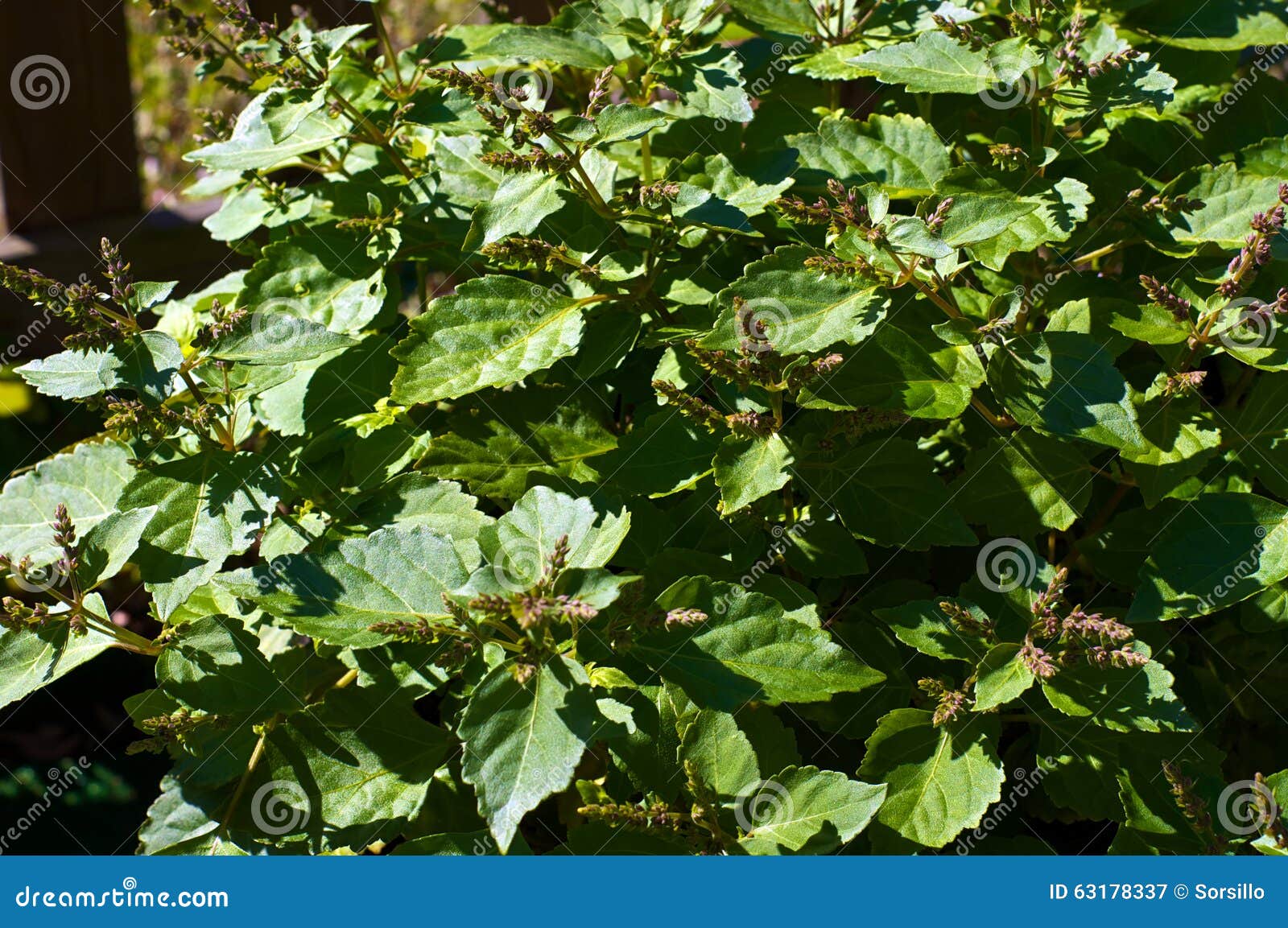 Planta Do Patchouli Com Flores Imagem de Stock - Imagem de aromaterapia ...