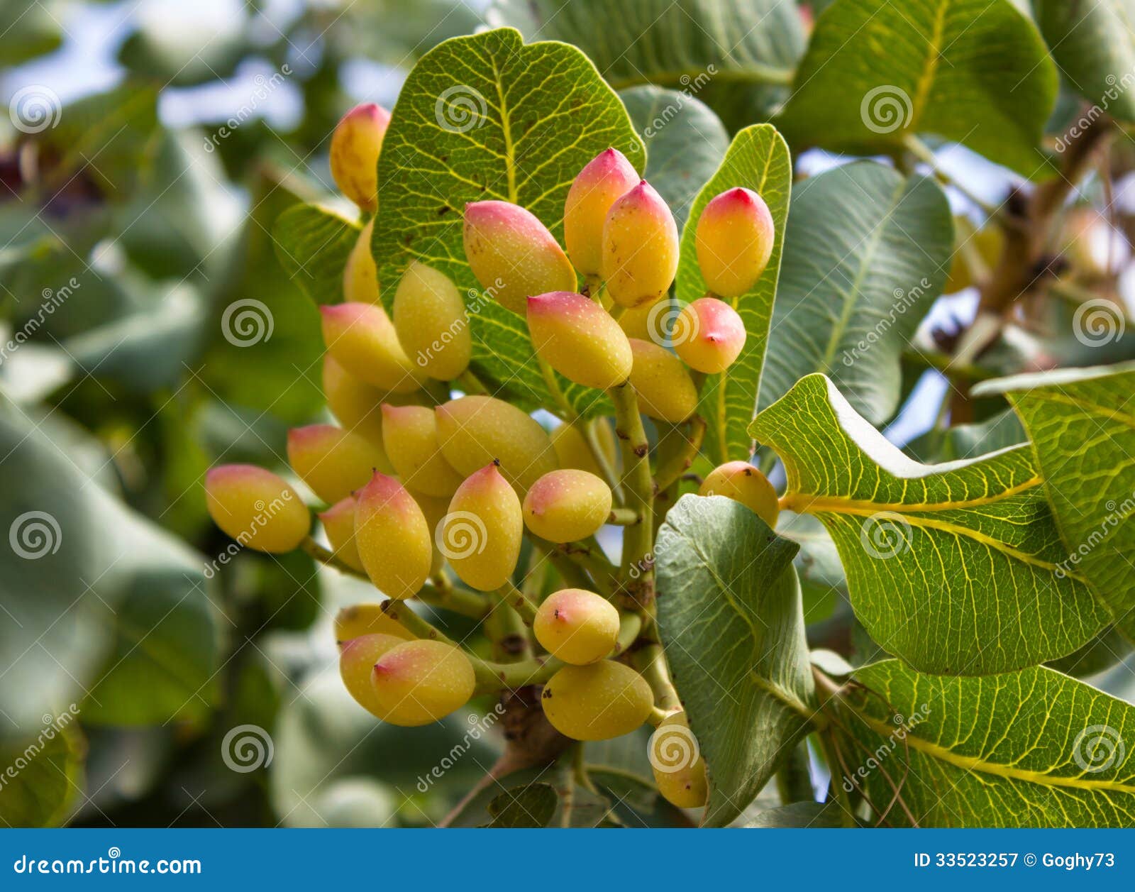 Planta Do Pistache Fotografia de Stock Royalty Free - Imagem: 33523257
