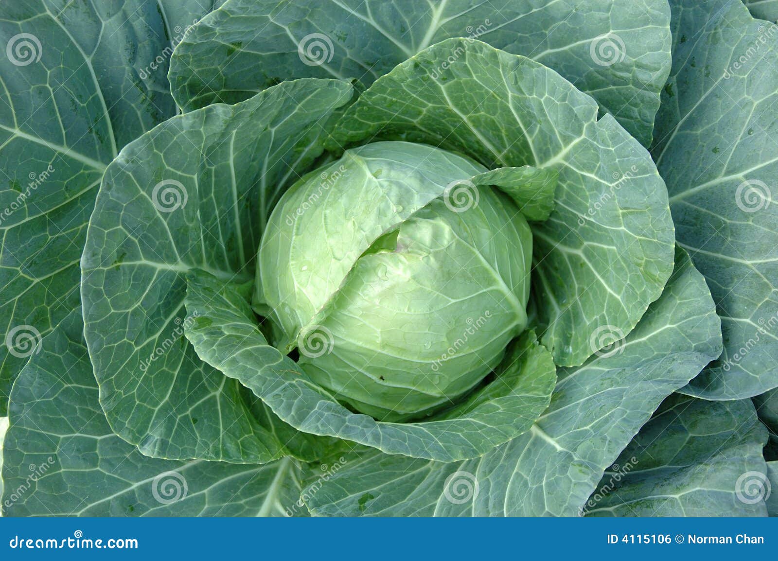 Planta do repolho verde foto de stock. Imagem de folha - 4115106