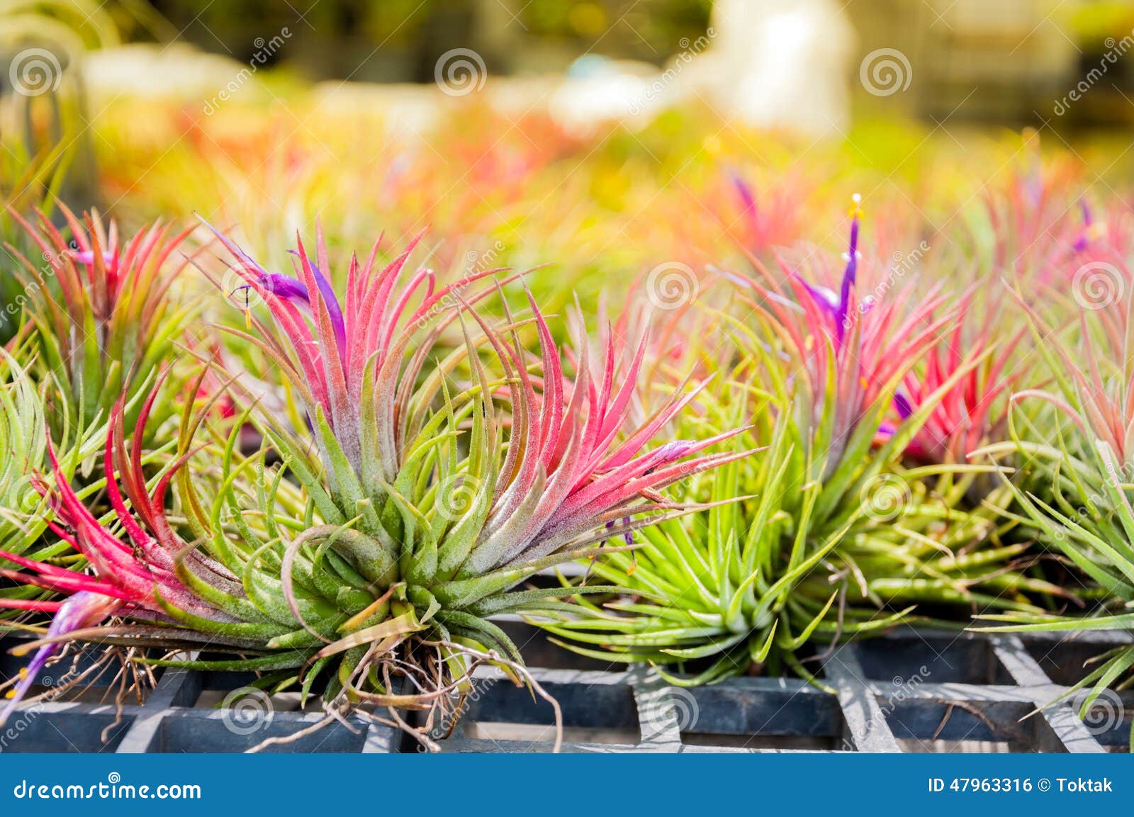 Planta do Tillandsia foto de stock. Imagem de vermelho - 47963316