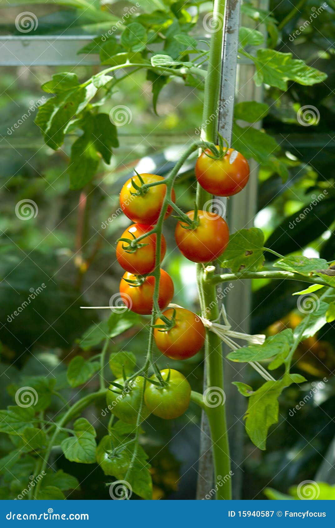 Planta Do Tomate (lycopersicum Do Solanum) Imagem de Stock - Imagem de ...