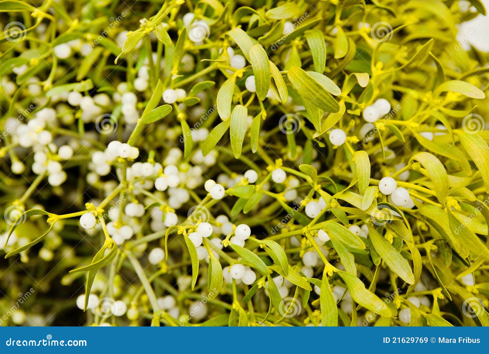 Planta do visco imagem de stock. Imagem de inverno, folhagem - 21629769