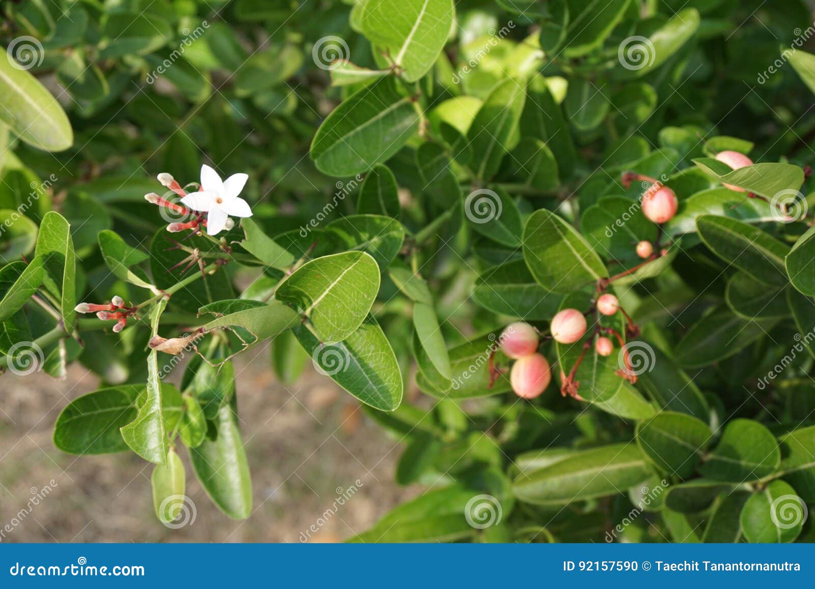 Planta Dos Carandas Do Carissa Foto de Stock - Imagem de alimento ...