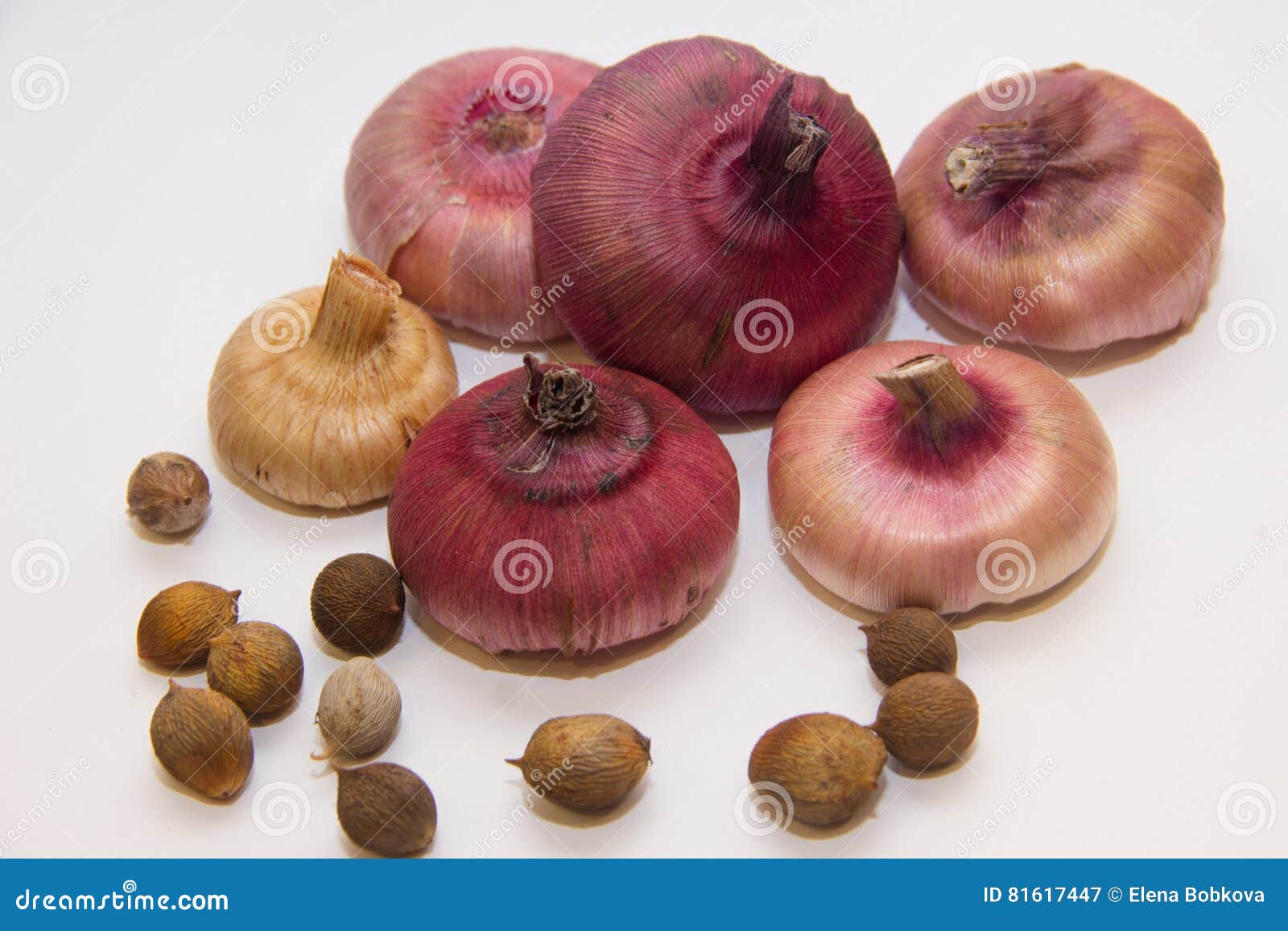 Planta Dos Tipos De Flor Dos Bulbos De Flor Imagem de Stock - Imagem de ...