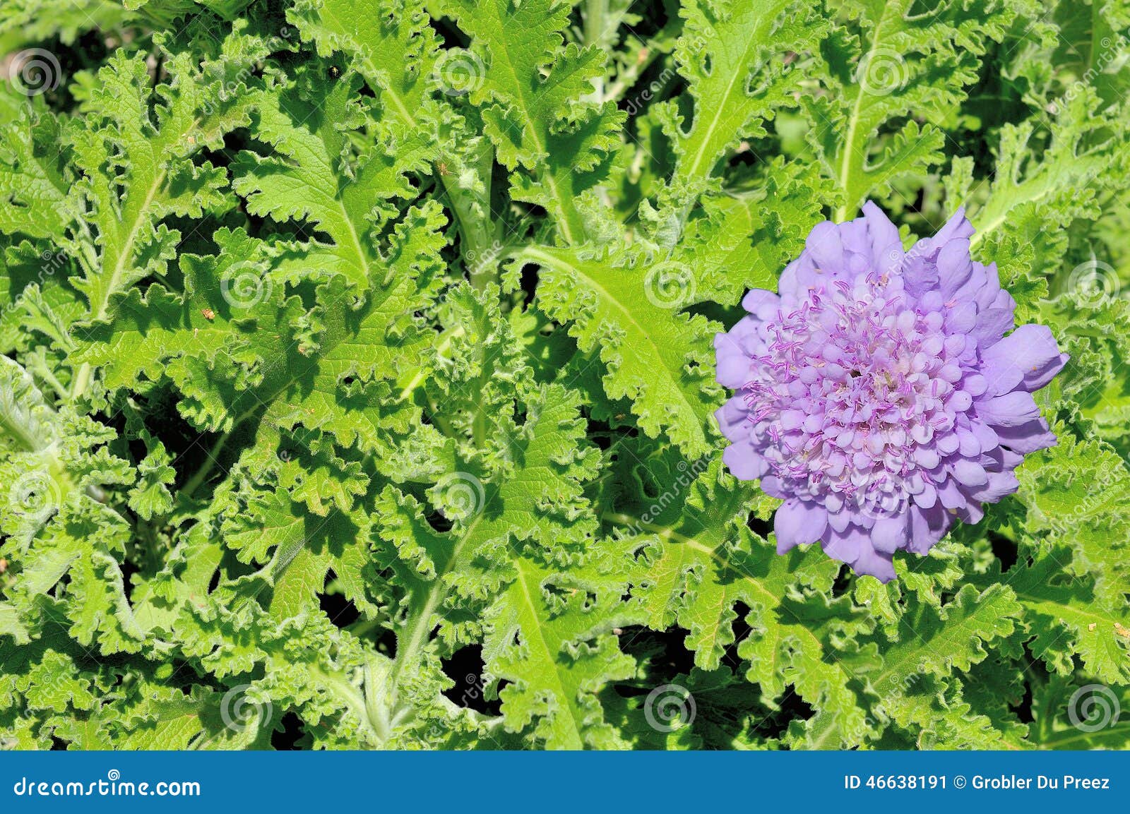 Planta E Flor Africanas Do Absinto Imagem de Stock - Imagem de folha ...