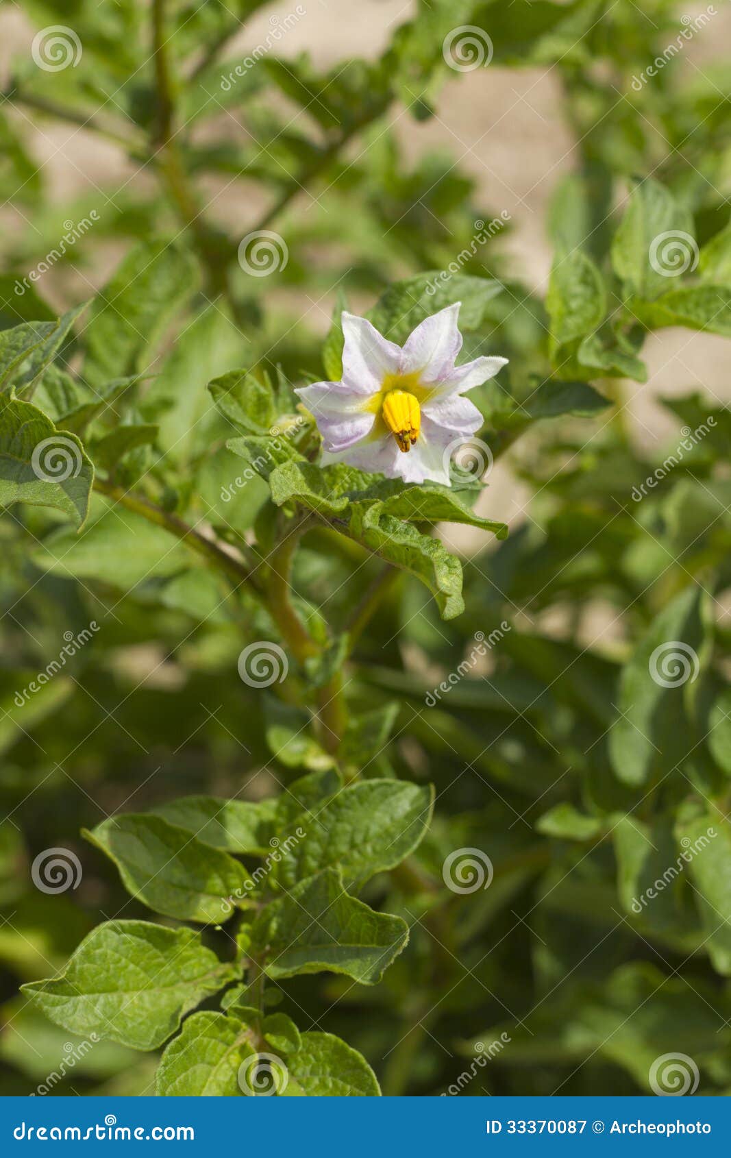 Planta e flor de batata imagem de stock. Imagem de jardinar - 33370087