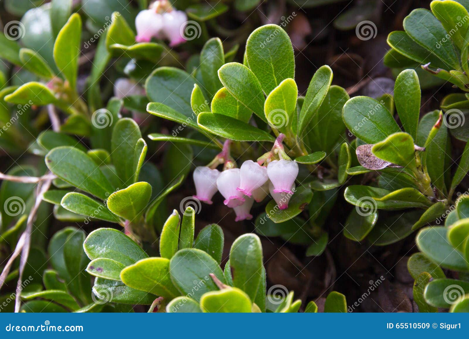 Planta E Flores Da Uva-ursina Imagem de Stock - Imagem de verde, branco ...